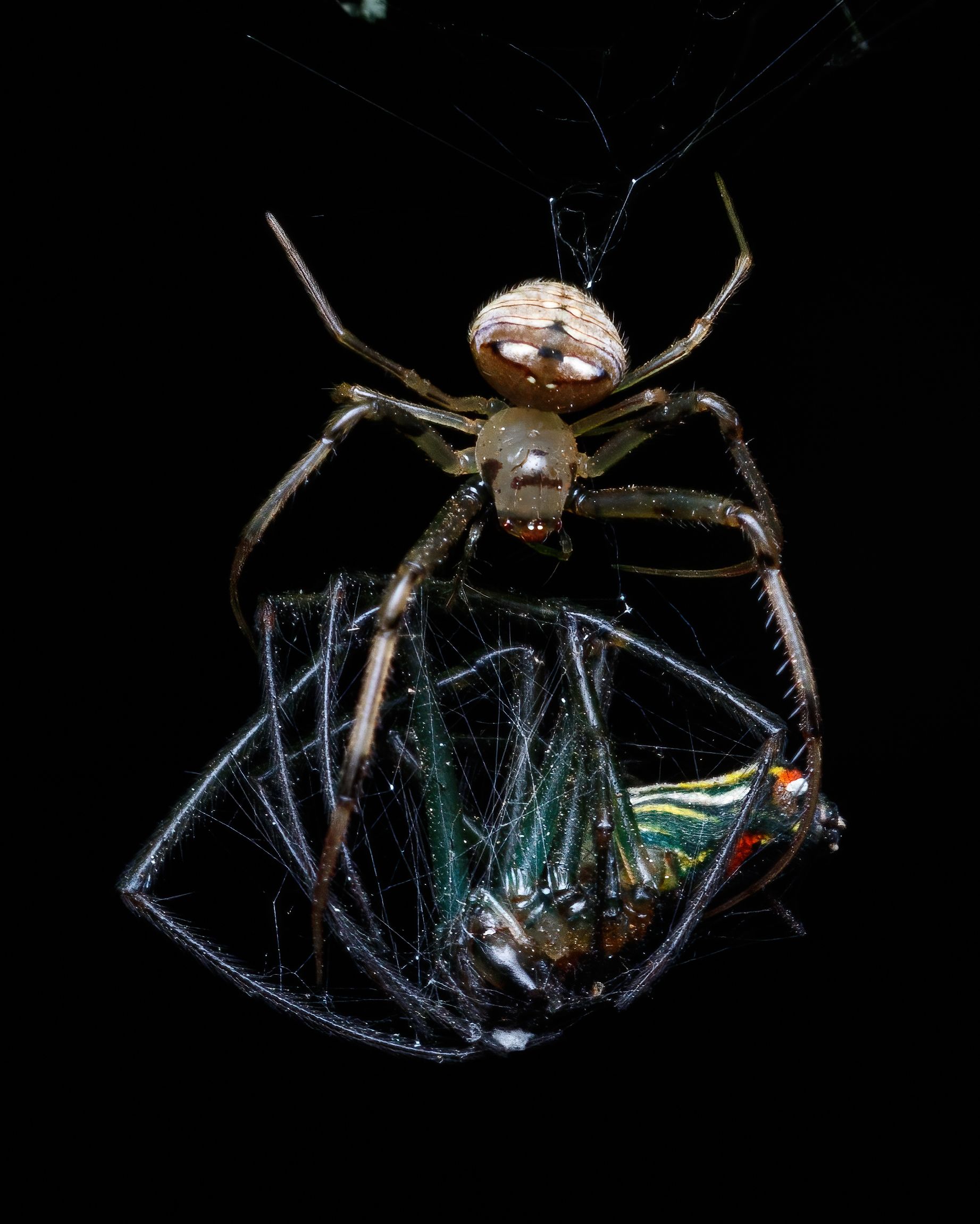 Spider Wrapping its Web Around Another Spider · Free Stock Photo