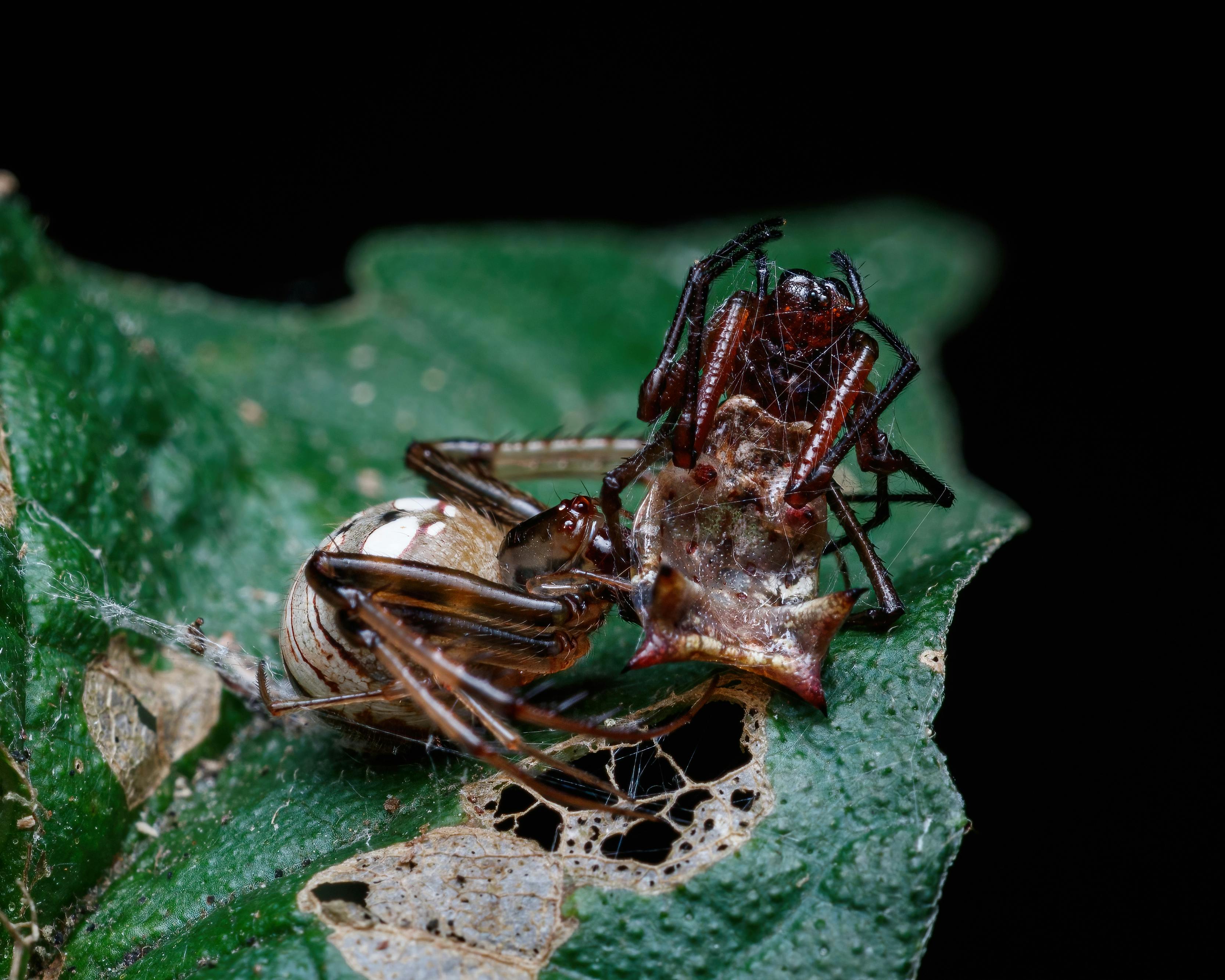 Spider Devouring an Insect Wrapped in a Web · Free Stock Photo