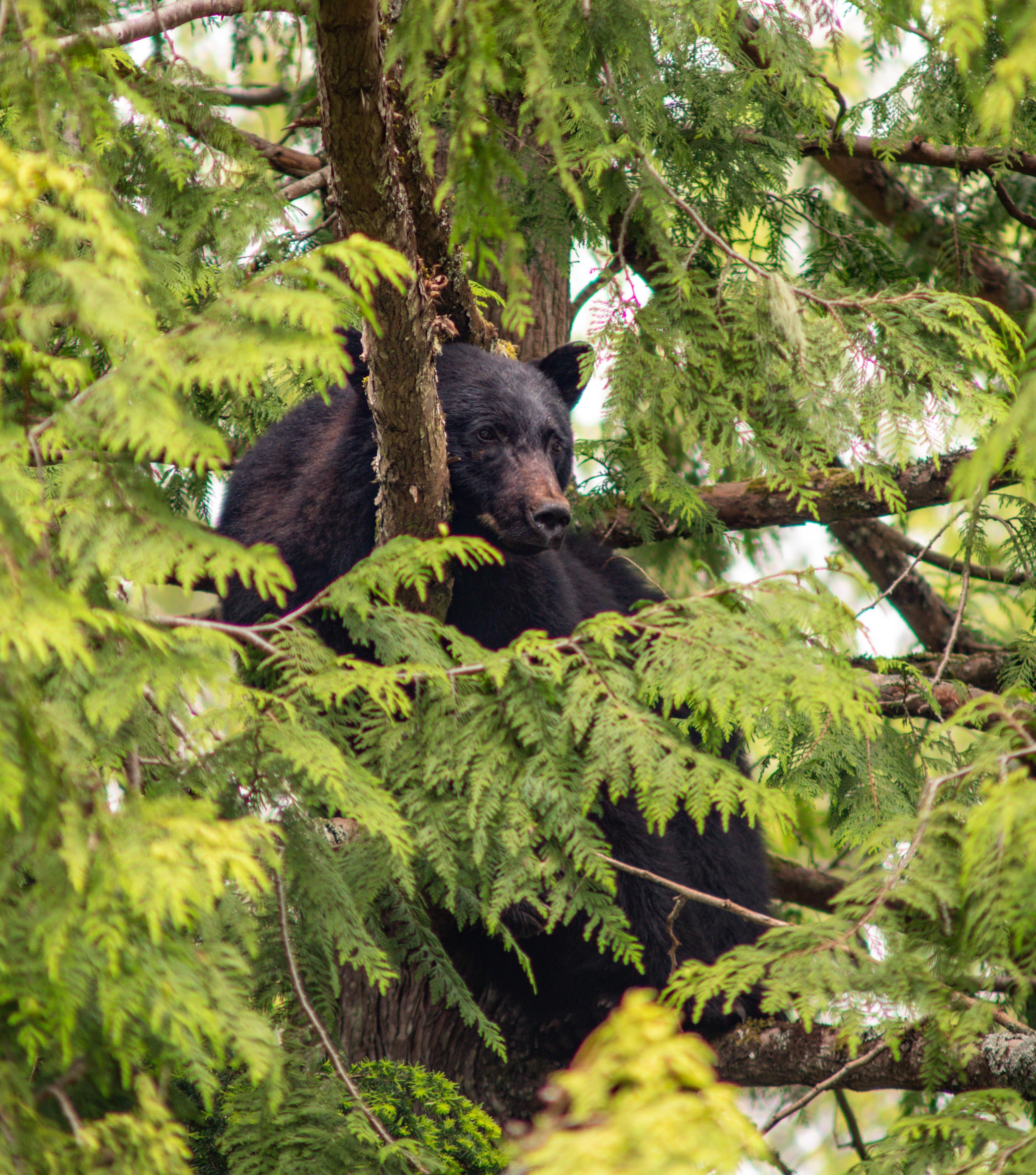Large Black Bear Climbing Tree Free Stock Photo