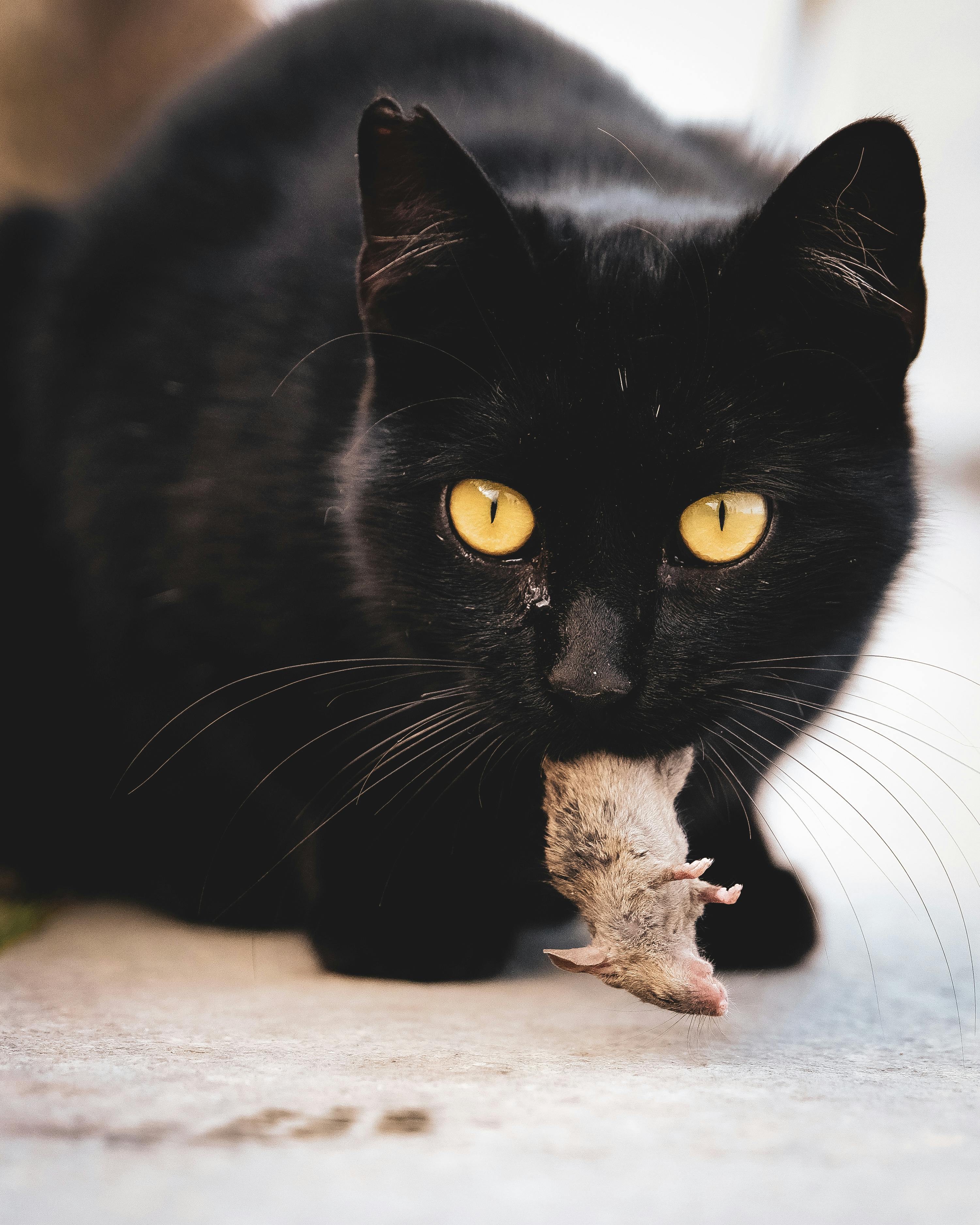 Black Cat with Mouse · Free Stock Photo