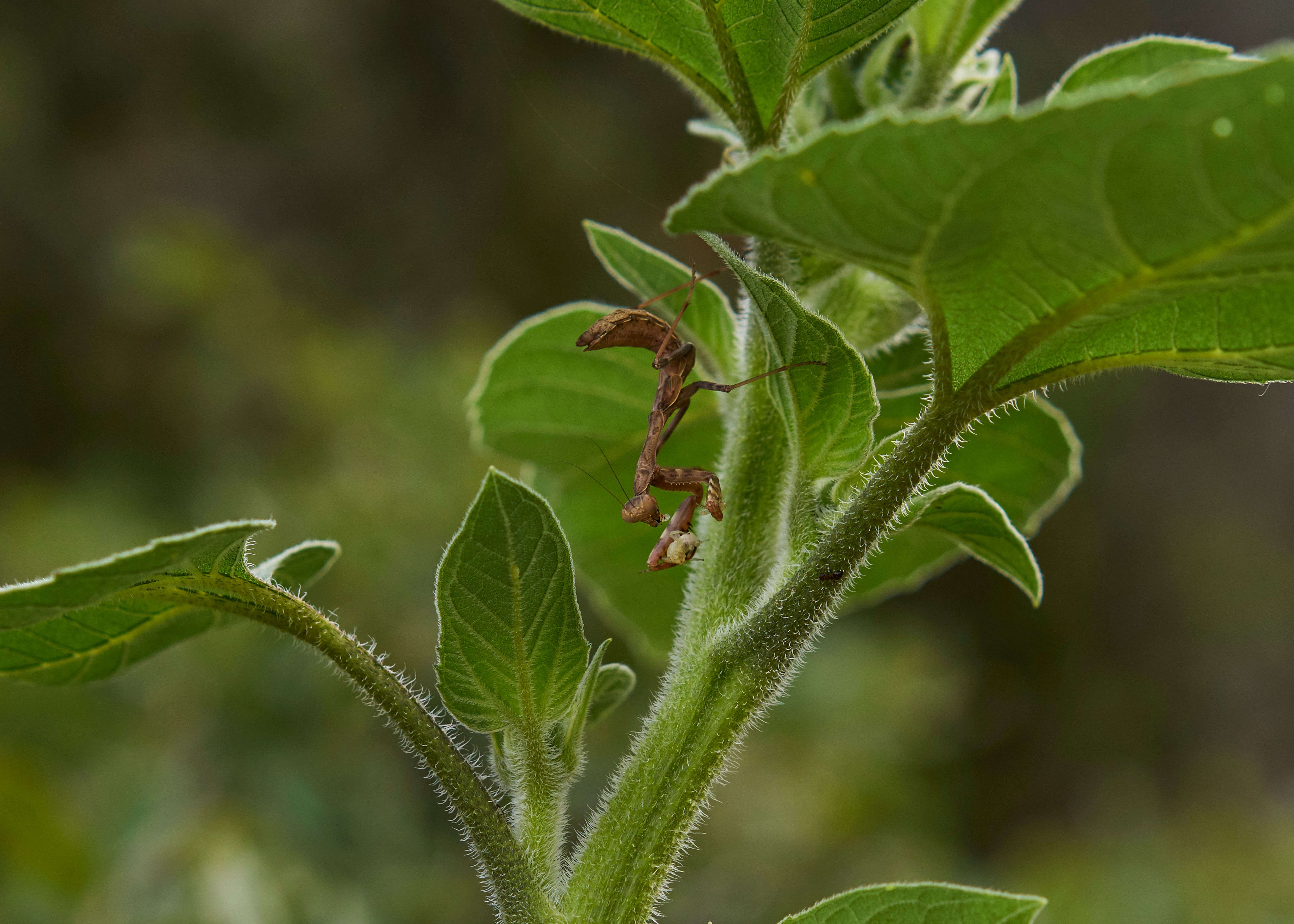 Mantis on a Plant · Free Stock Photo