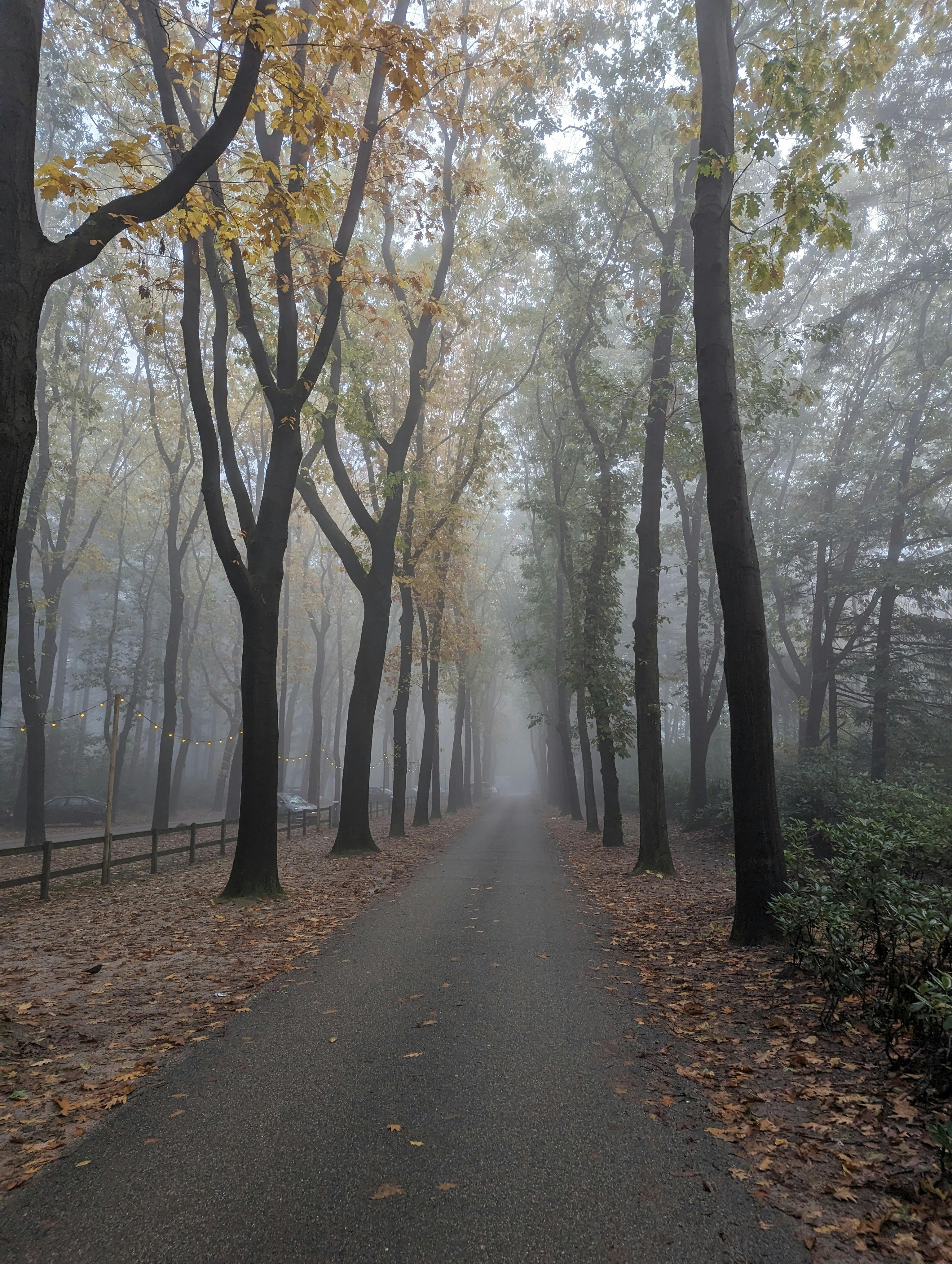 Forest at Night · Free Stock Photo