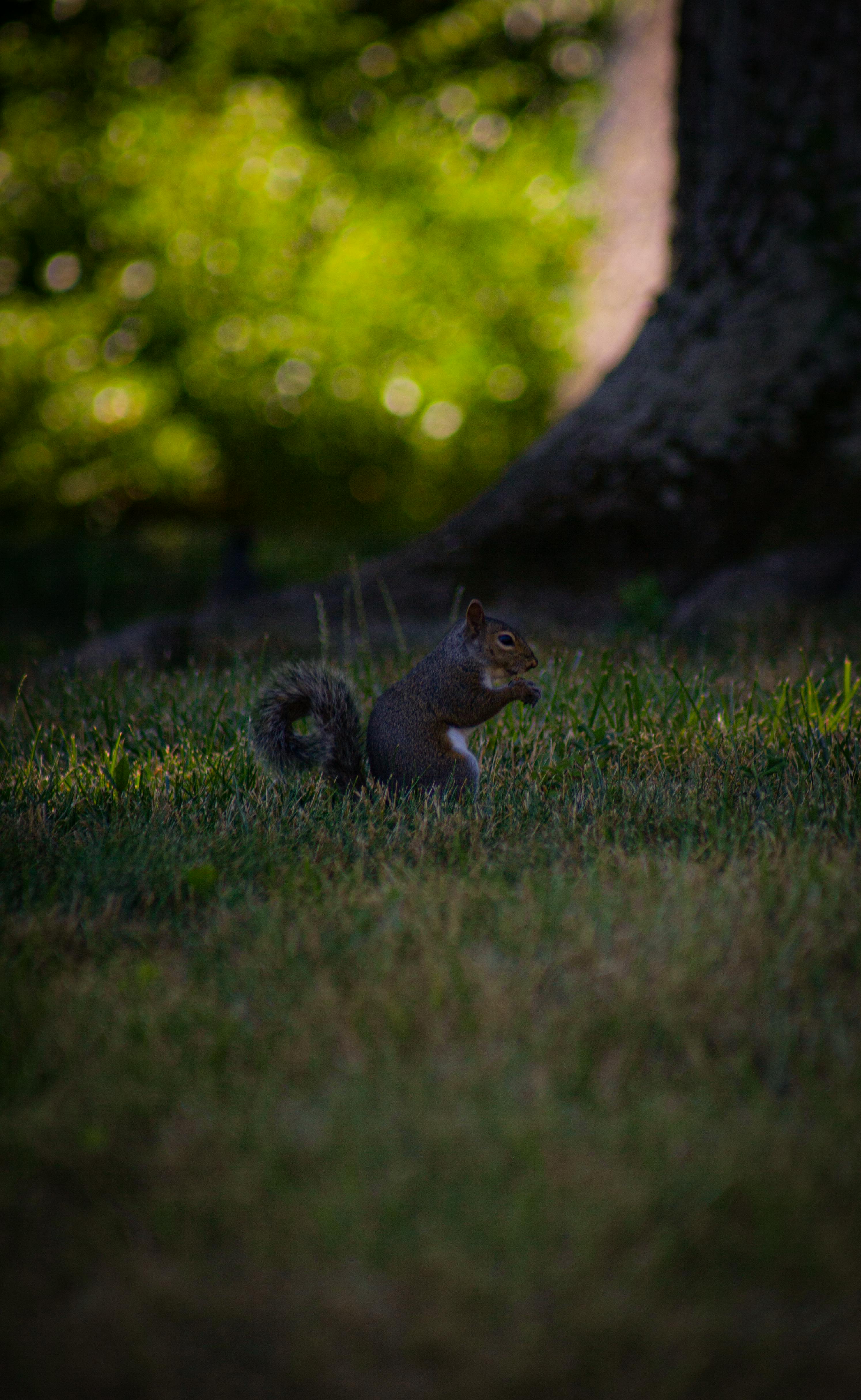 Squirrel in Grass · Free Stock Photo
