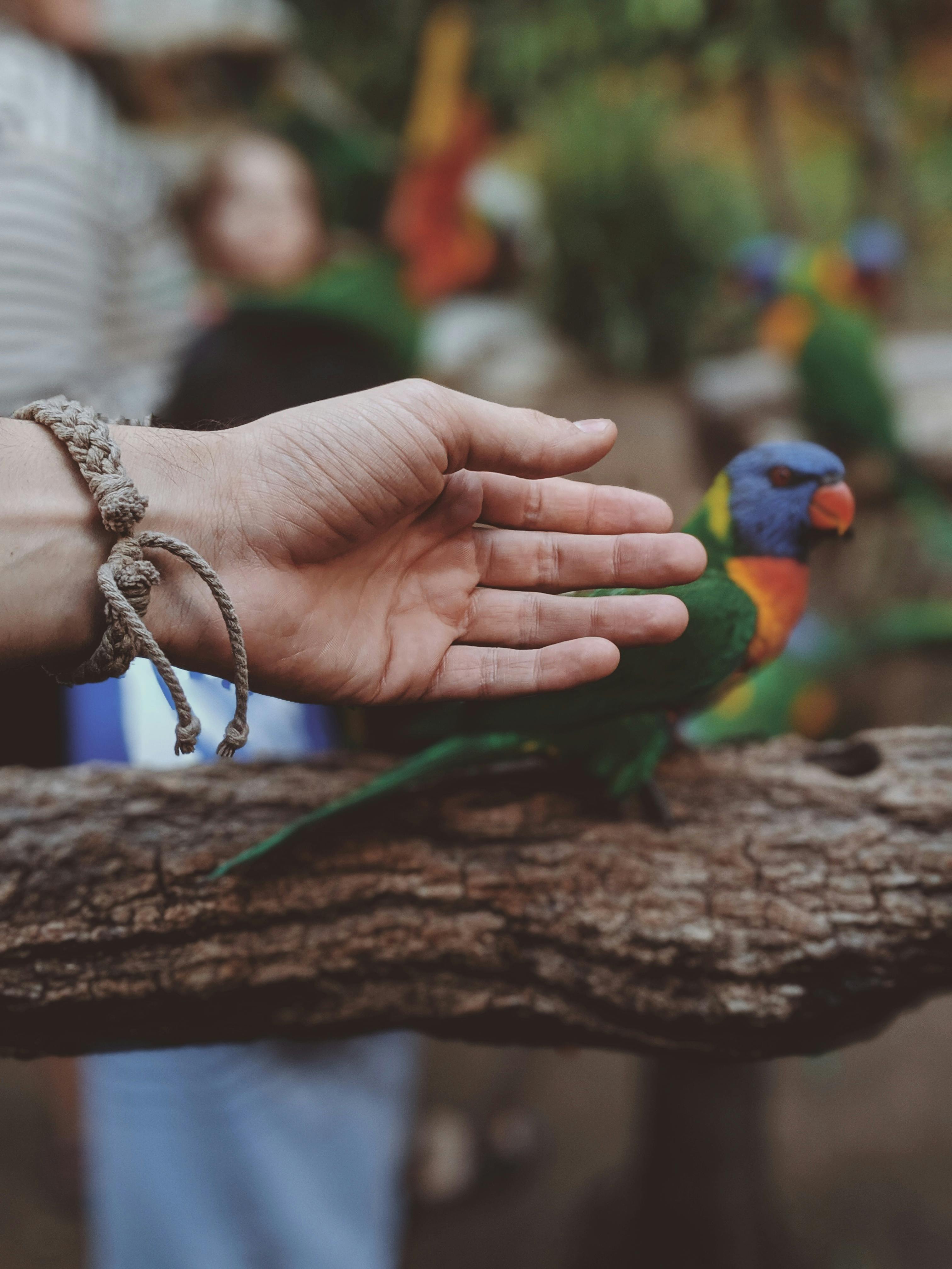Photo Of Hand Near Parrot · Free Stock Photo