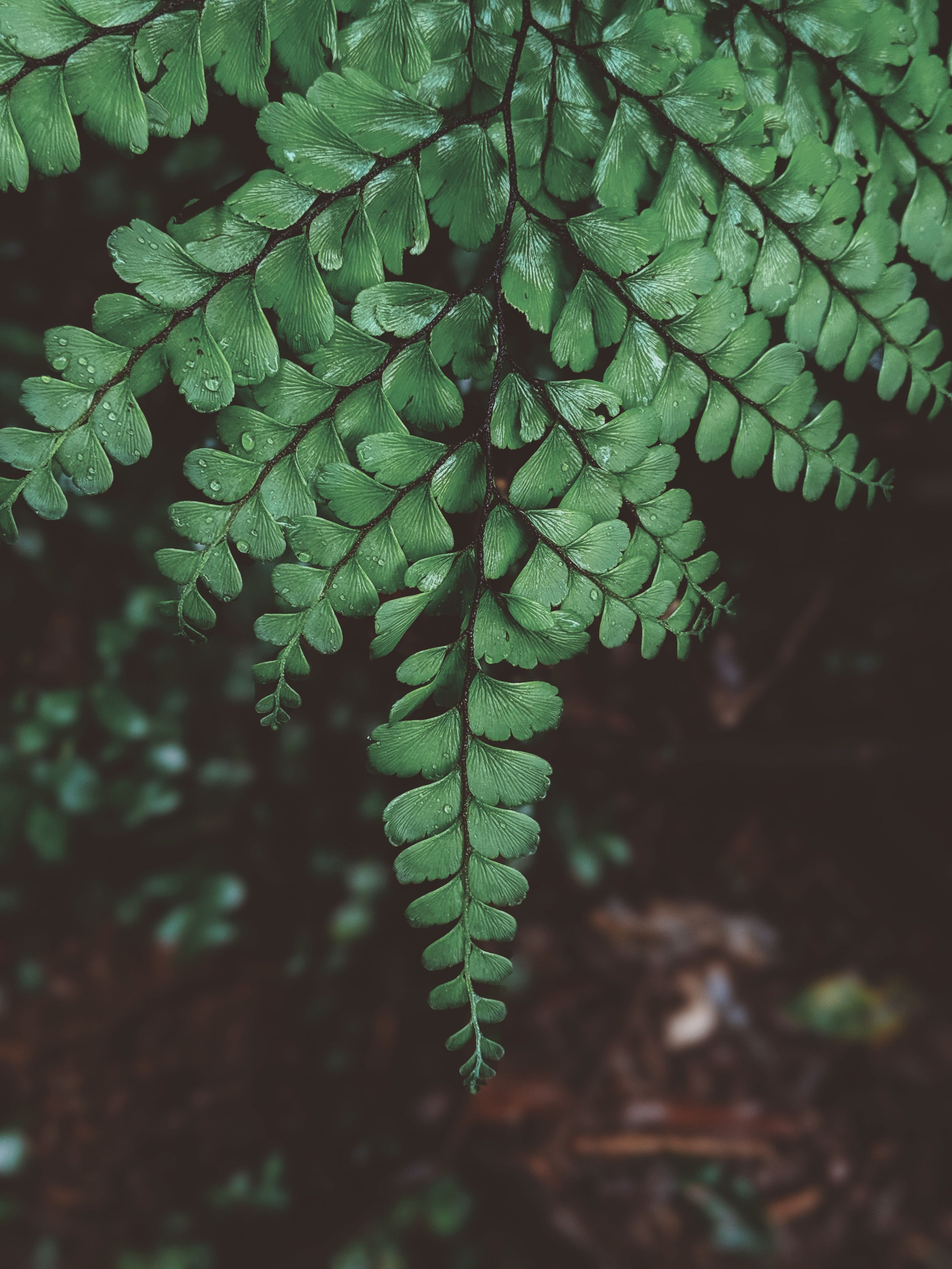 Close-Up Photo Of Leaf · Free Stock Photo