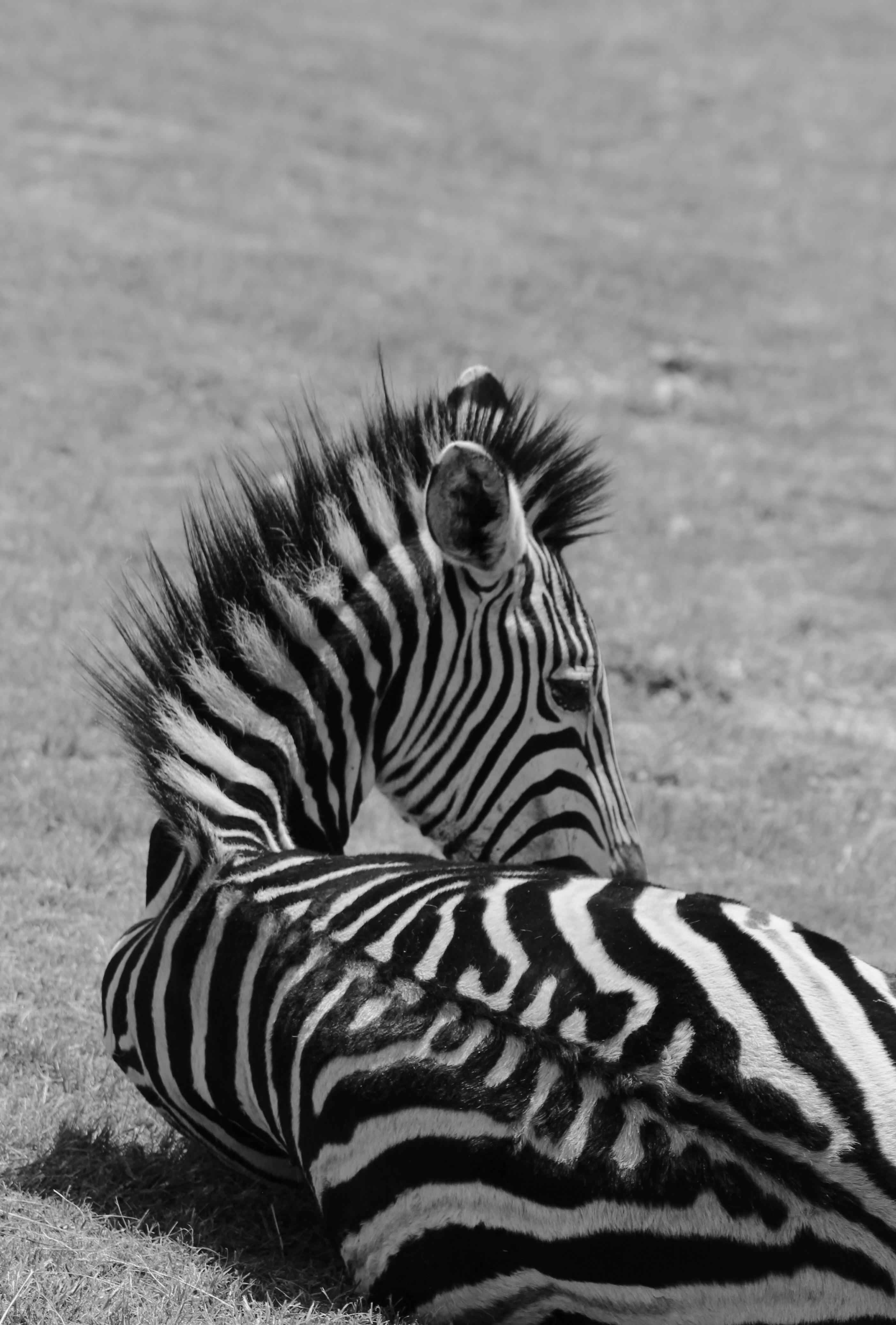 Zebras on Zebra · Free Stock Photo