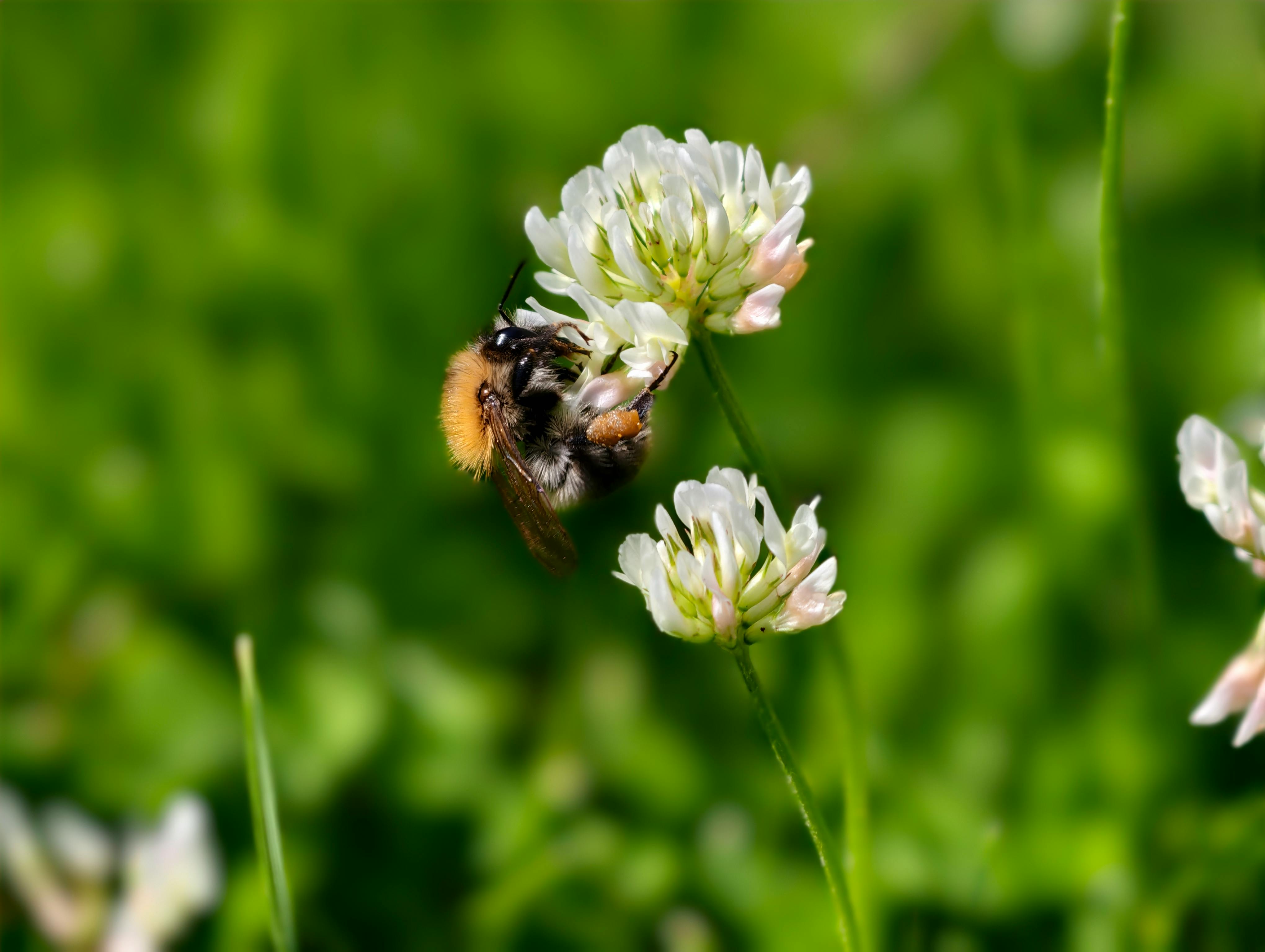 Honey Bee Fly Photos, Download The BEST Free Honey Bee Fly Stock Photos ...