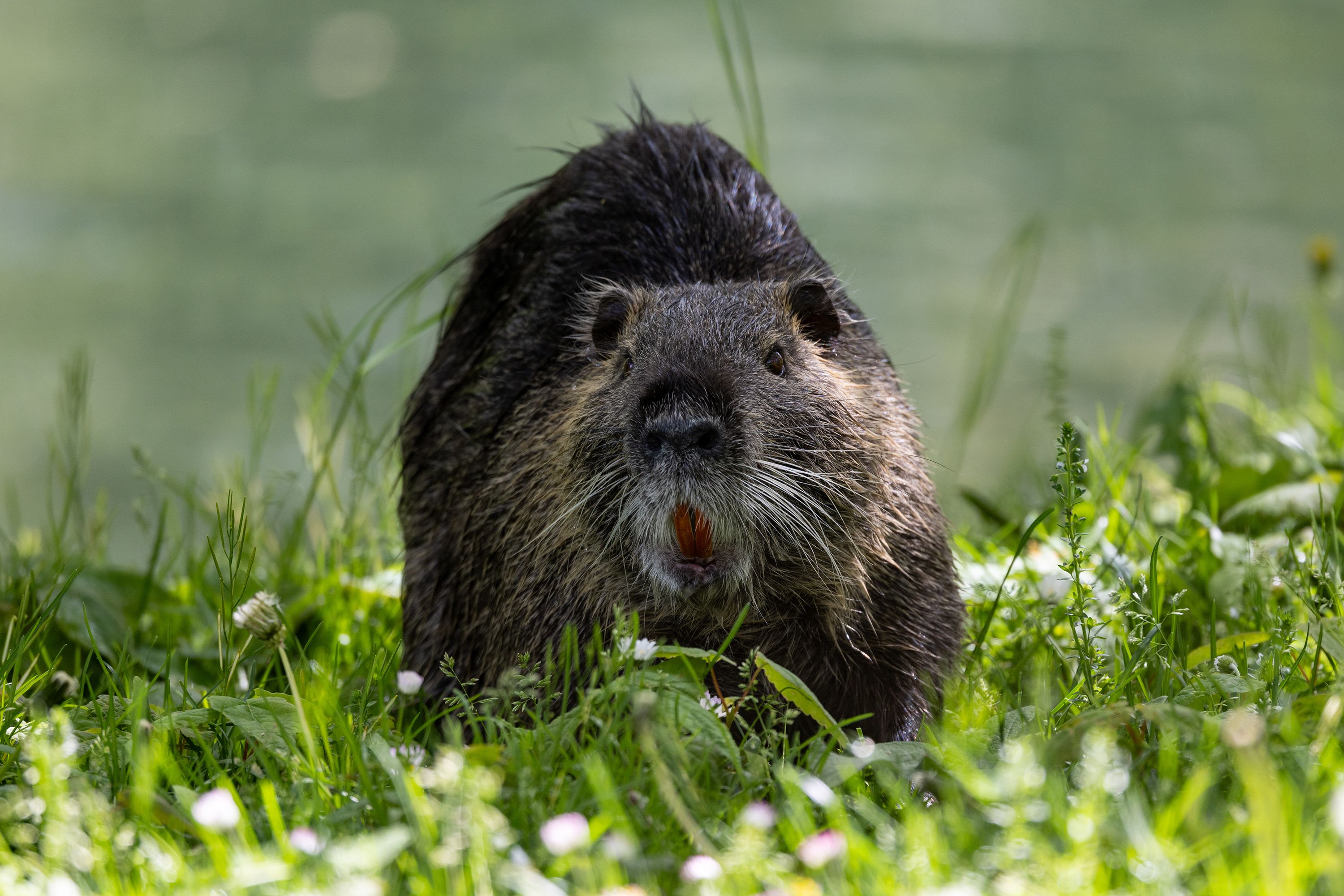 Portrait of a Nutria Standing on Grass · Free Stock Photo