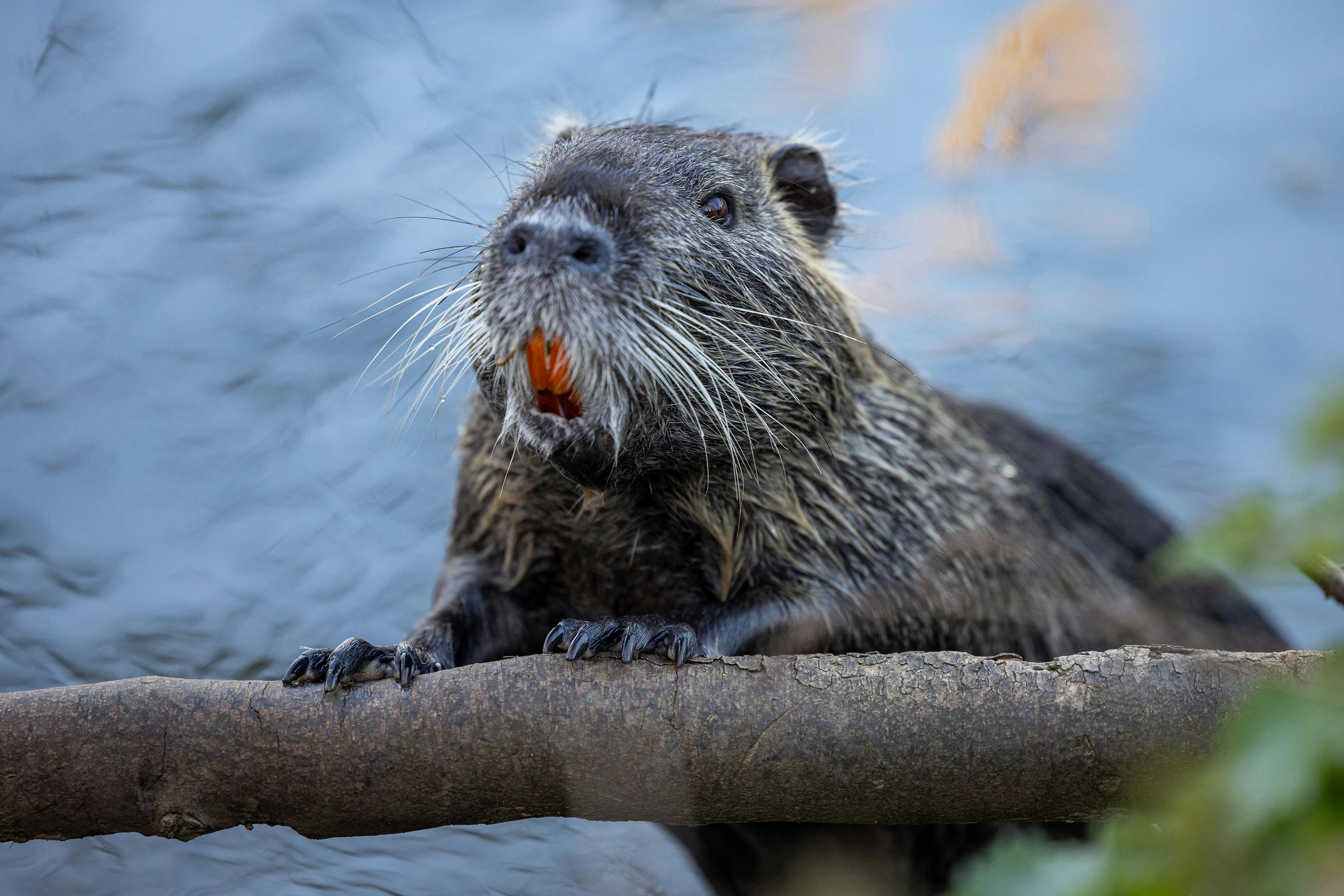 Portrait of a Nutria Leaning on a Branch · Free Stock Photo