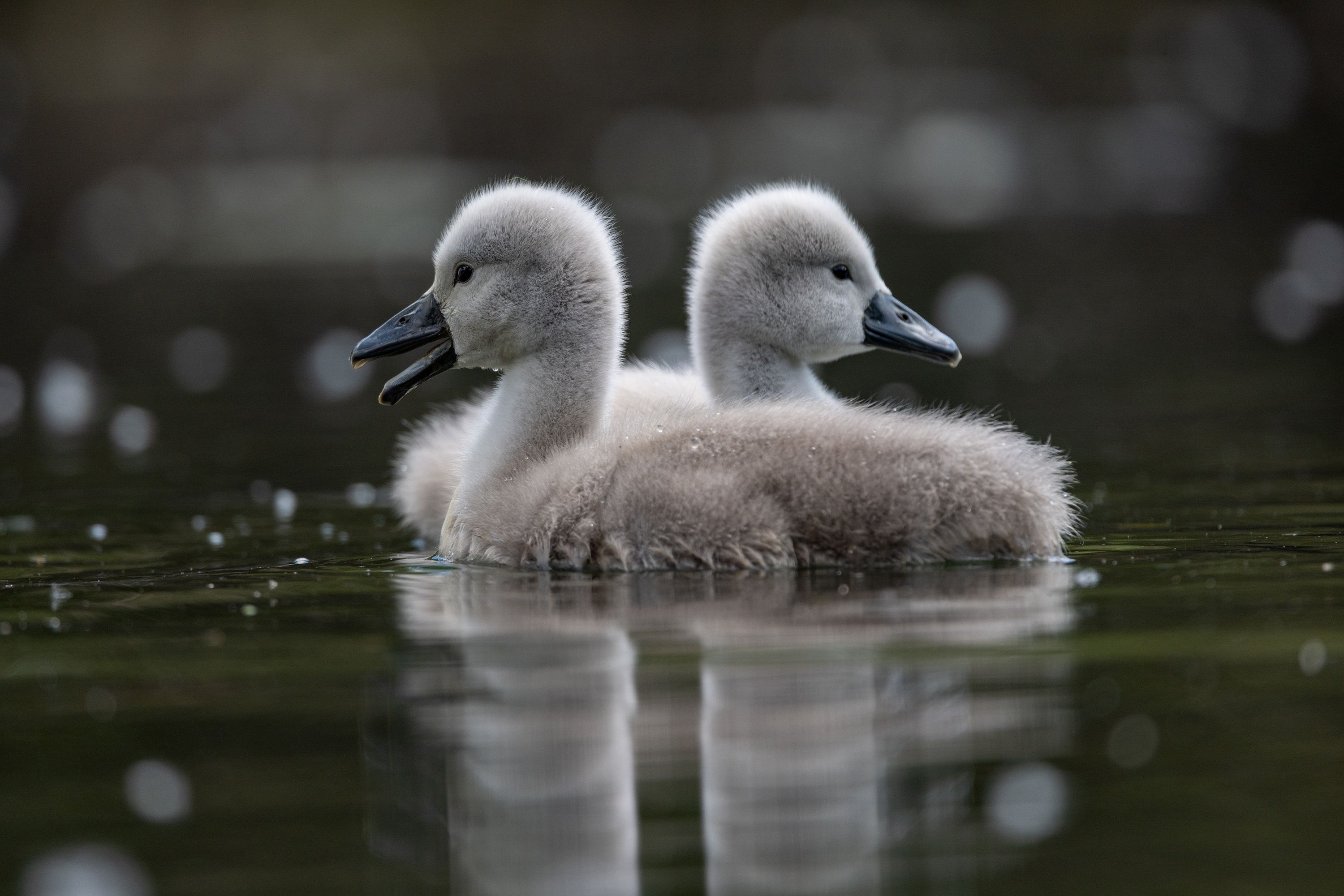 Two Cygnets Swimming in a Lake · Free Stock Photo