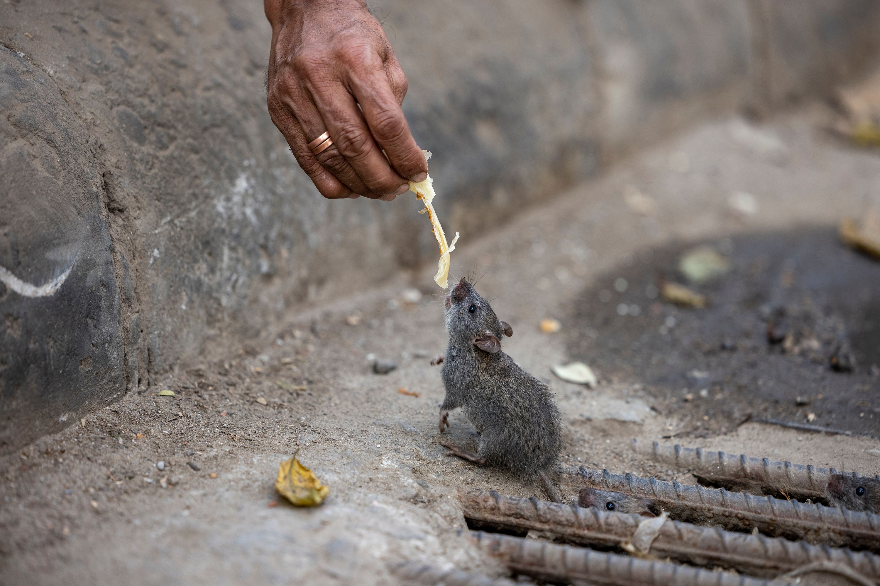 A rat eating from a hand · Free Stock Photo