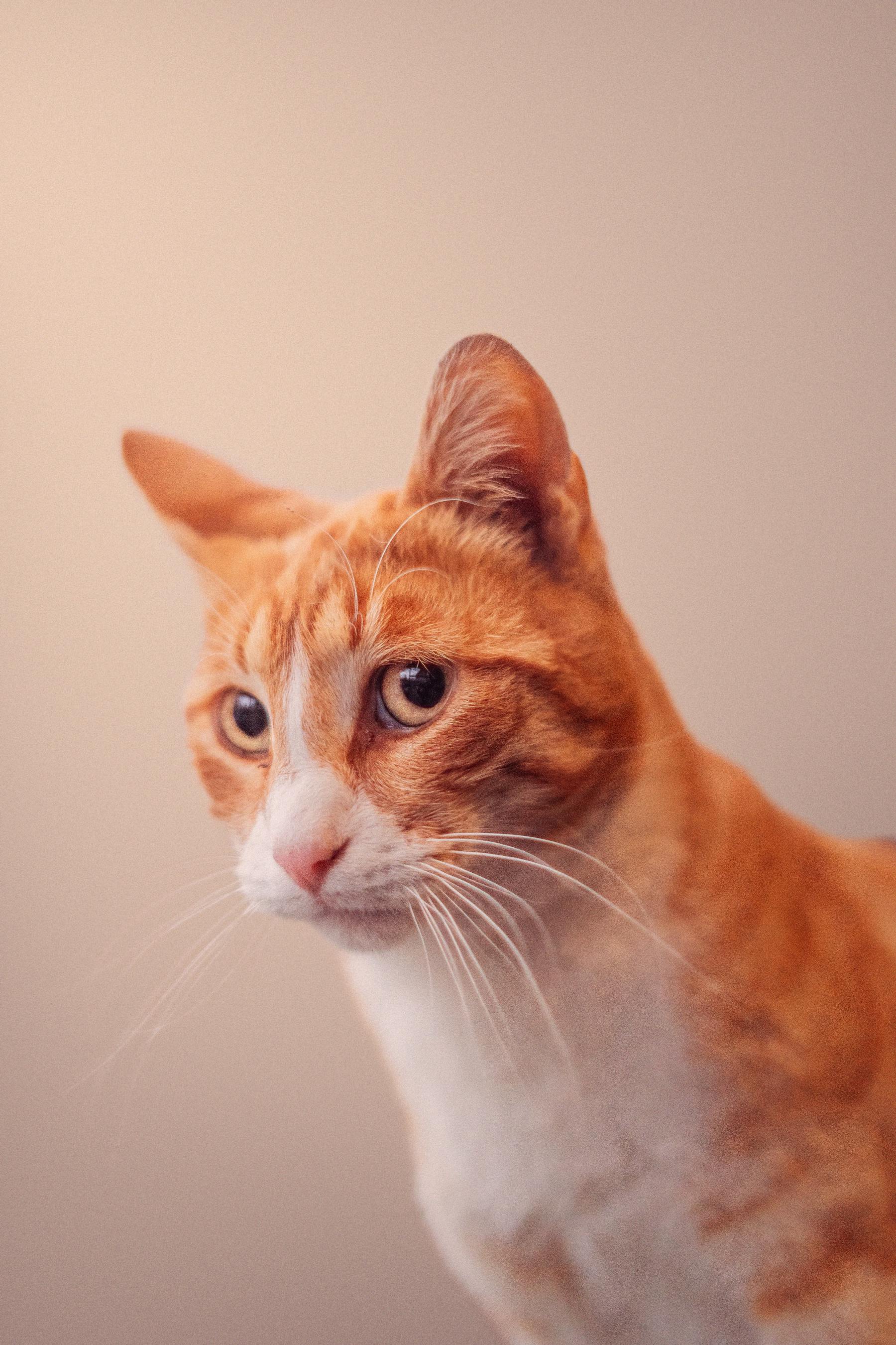 Orange Cat · Free Stock Photo
