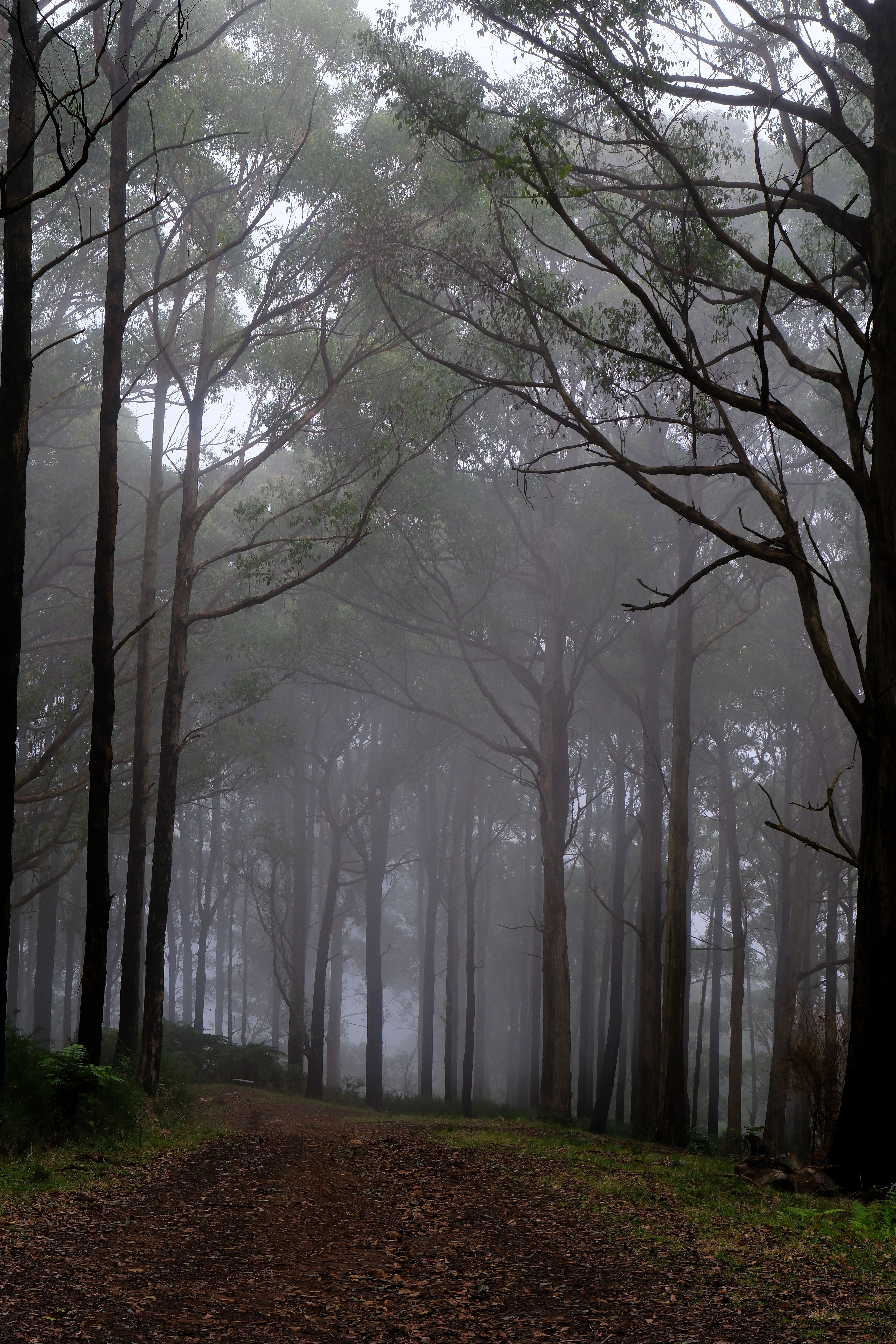 80.000+ Foto Hutan Horror Terbaik · Unduh Gratis 100% · Foto Stok Pexels
