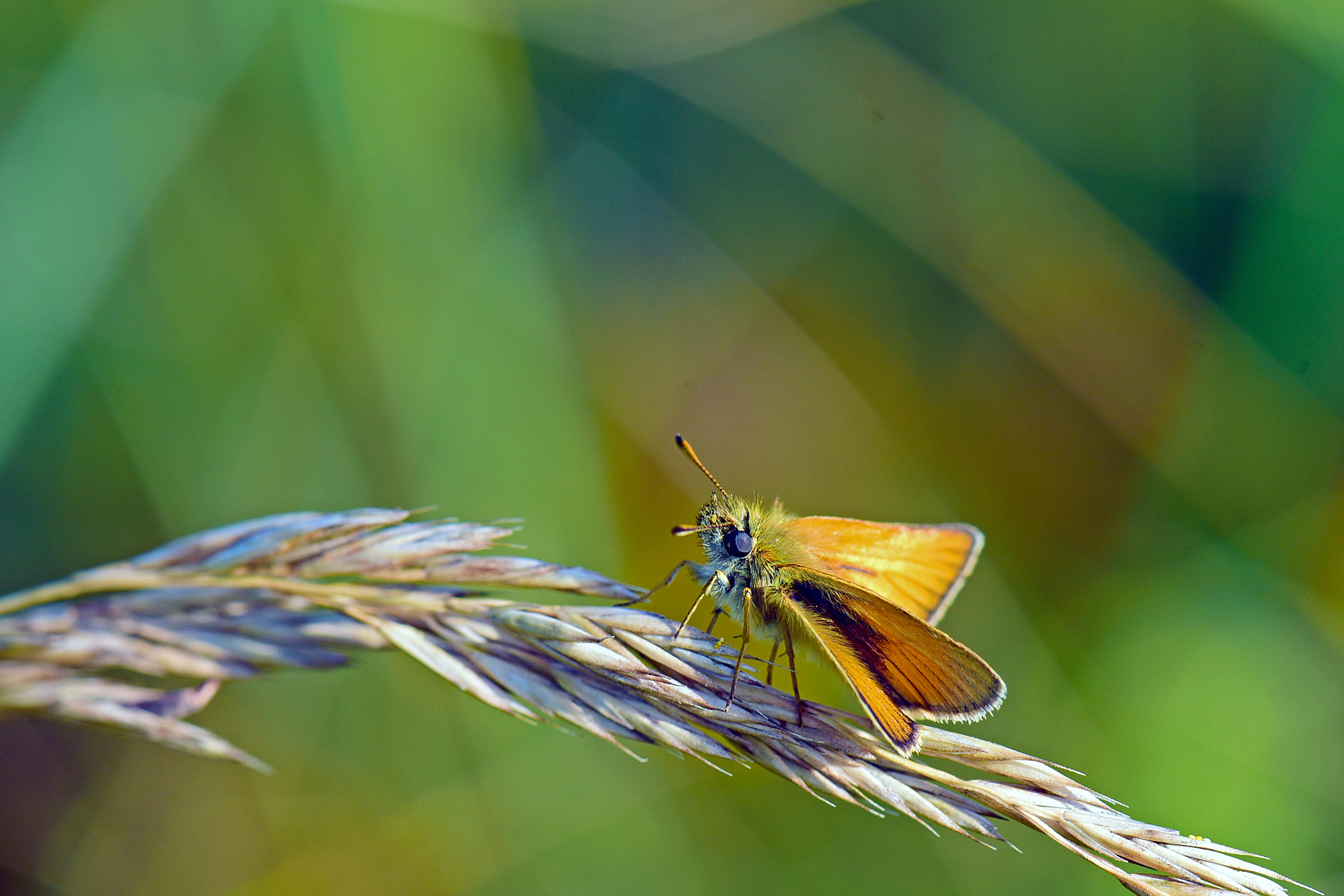 Moth on a Wheat · Free Stock Photo