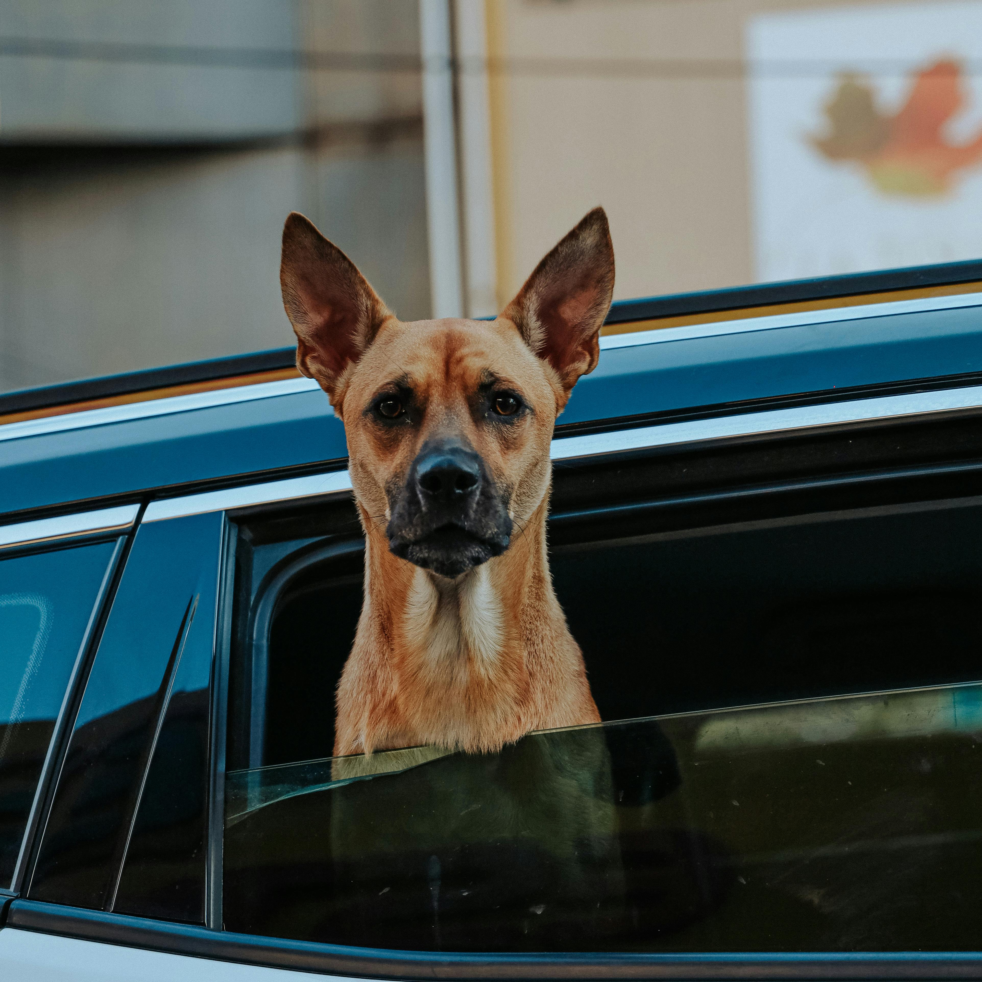 Dog in a Car with its Head Sticking out the Window · Free Stock Photo