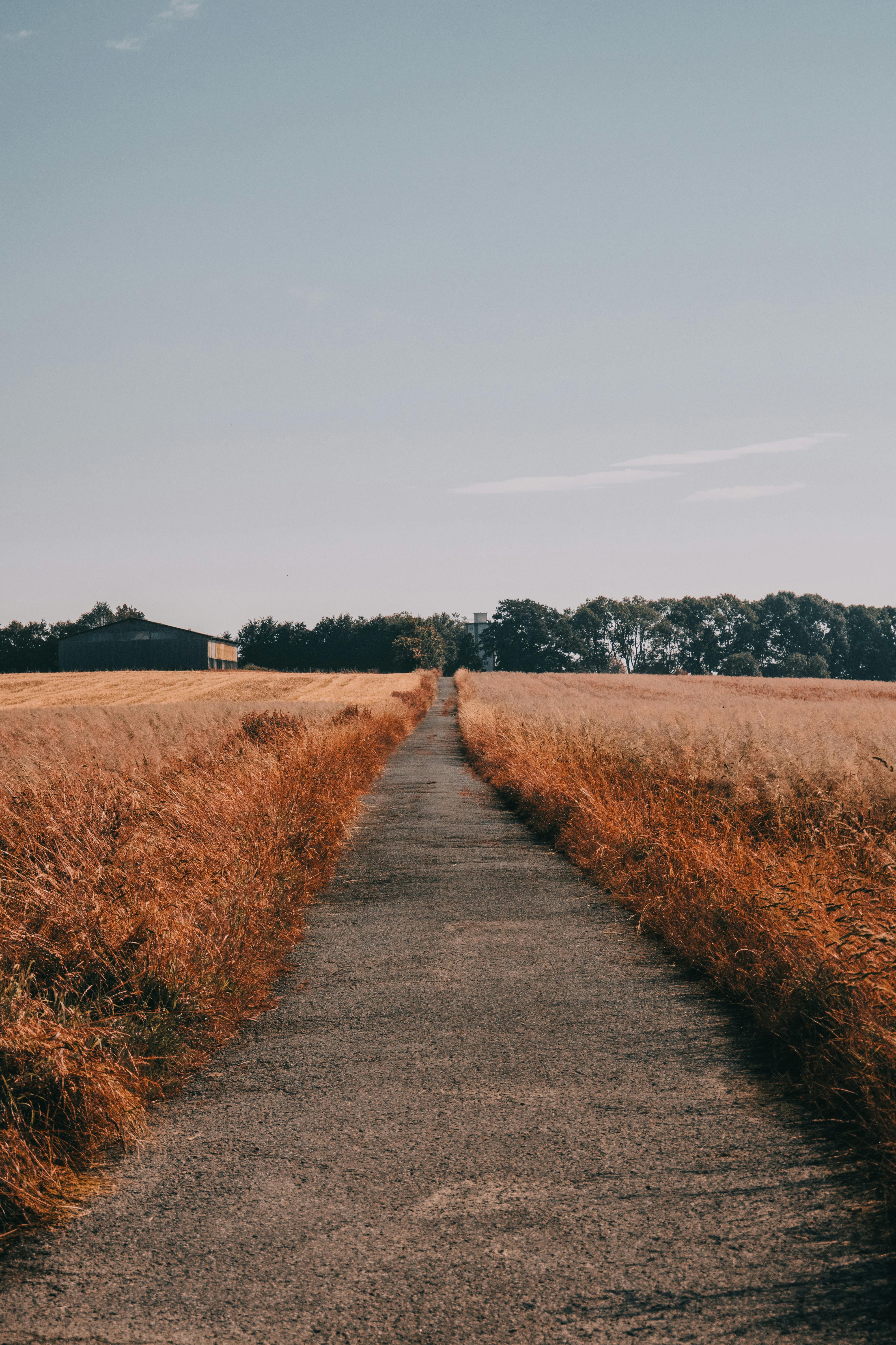 A Grassy Path Photos, Download The BEST Free A Grassy Path Stock Photos ...