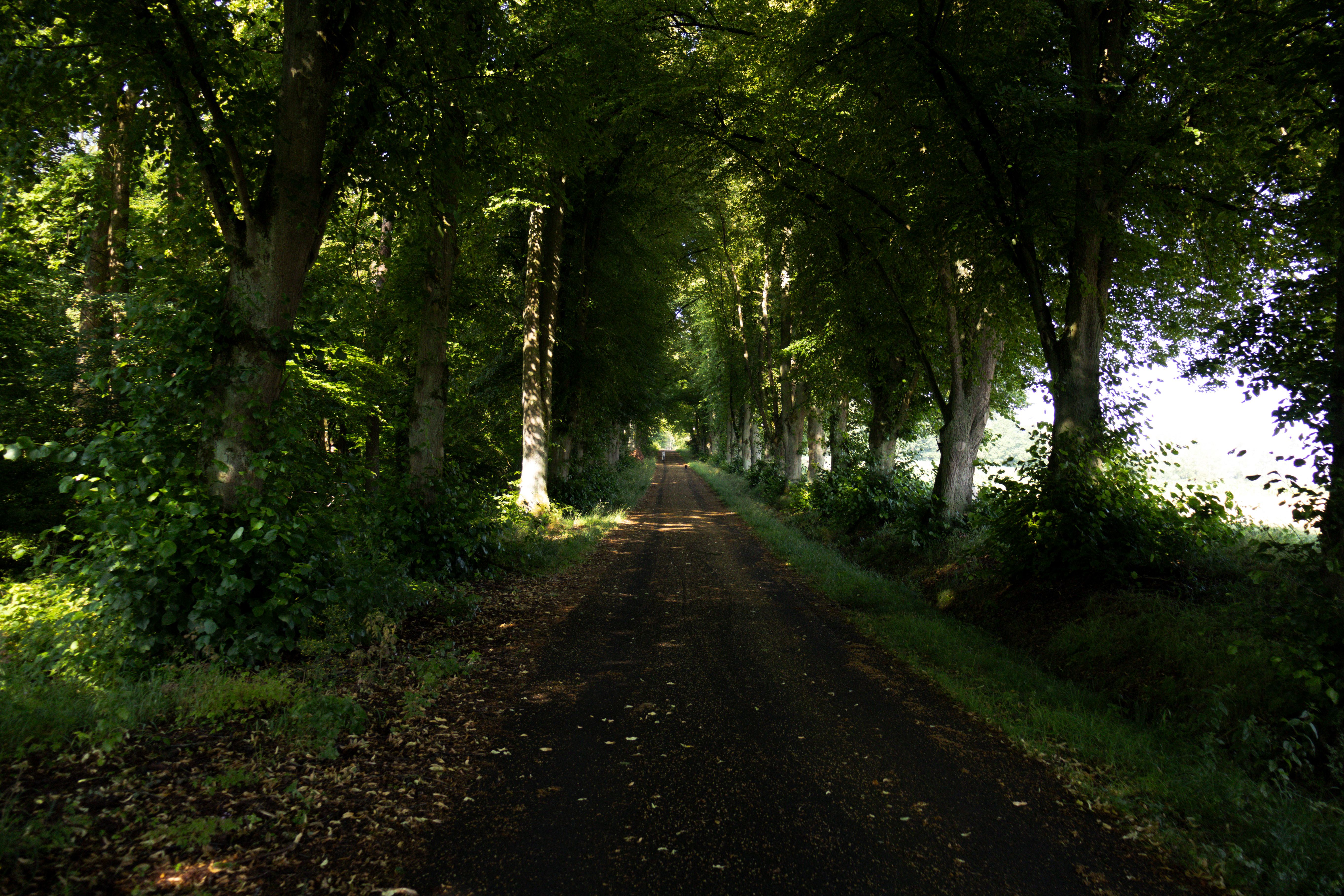 Forest, Landscape Photos, Download The BEST Free Forest, Landscape ...