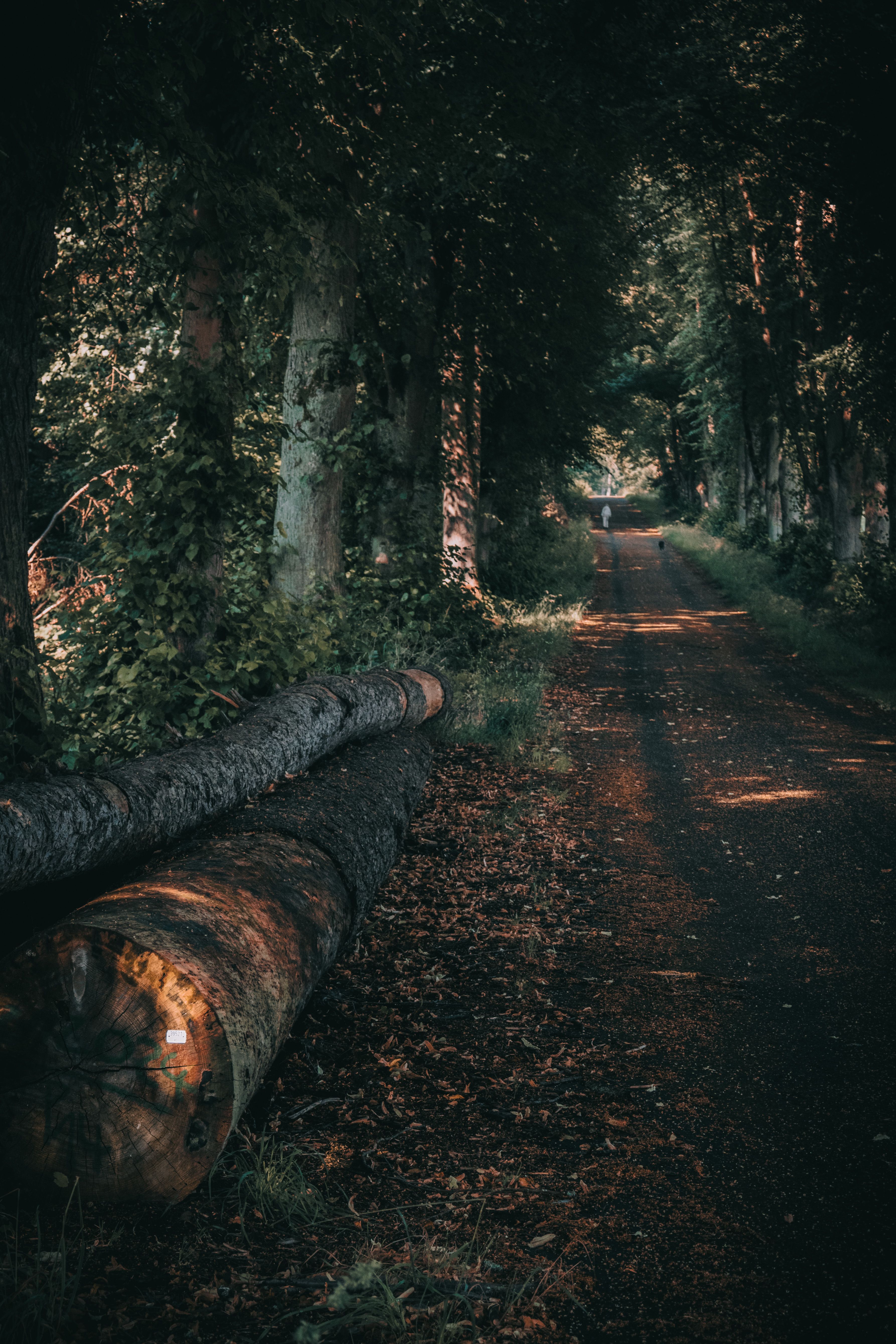 Path Among Trees in Shadow · Free Stock Photo