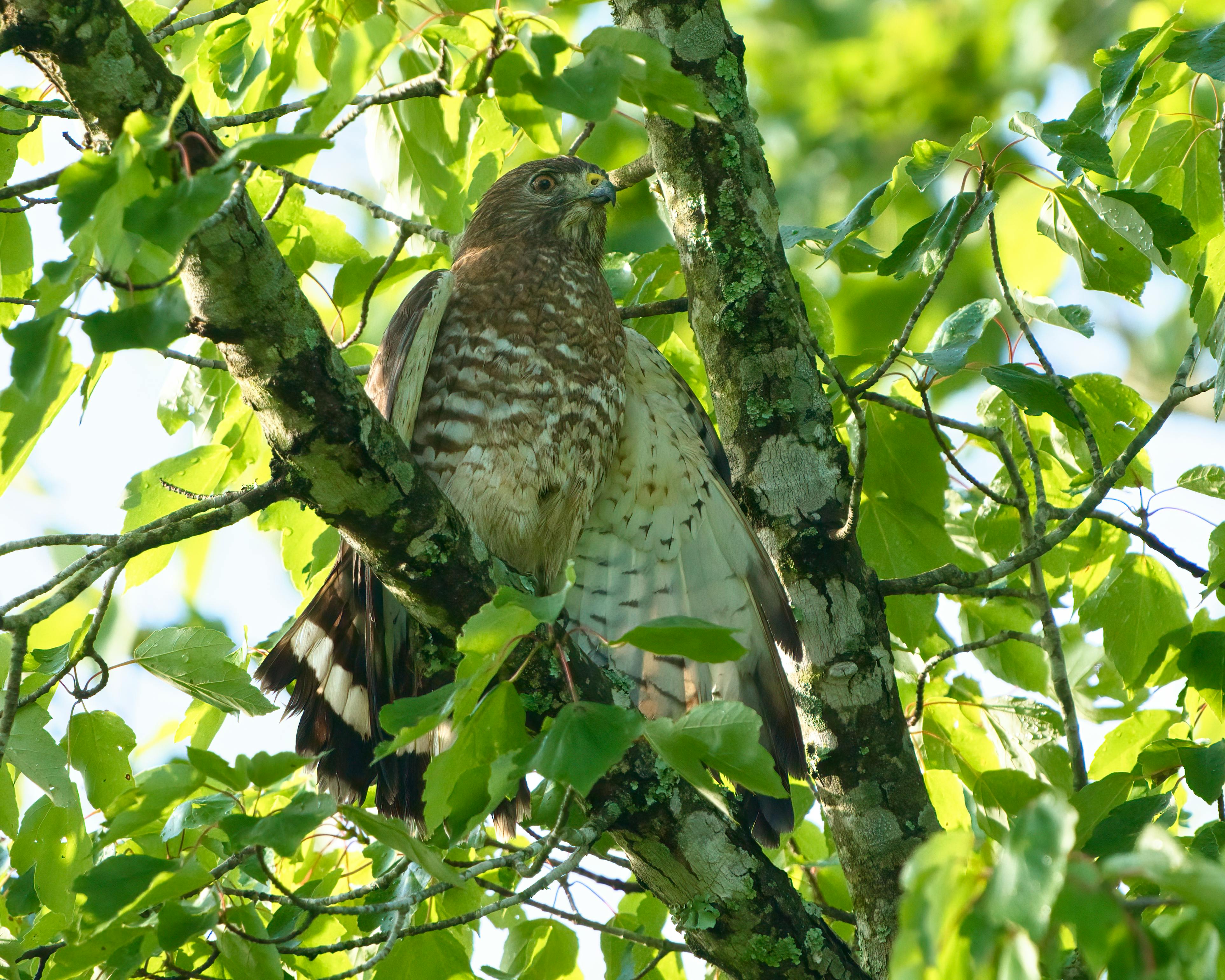 Predator Helios Neo 16 Photos, Download The BEST Free Predator Helios ...