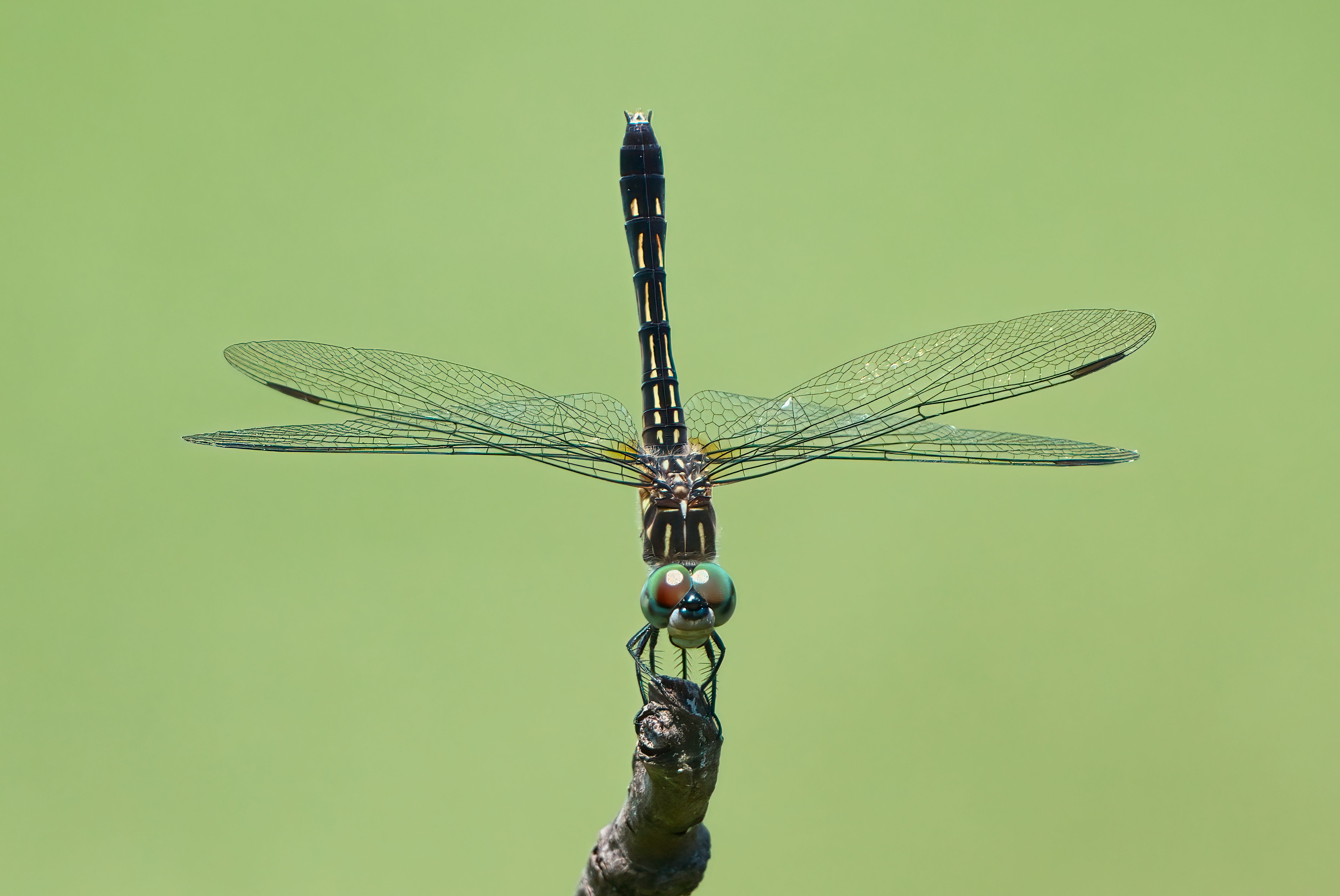 Female Blue Dasher Dragonfly · Free Stock Photo