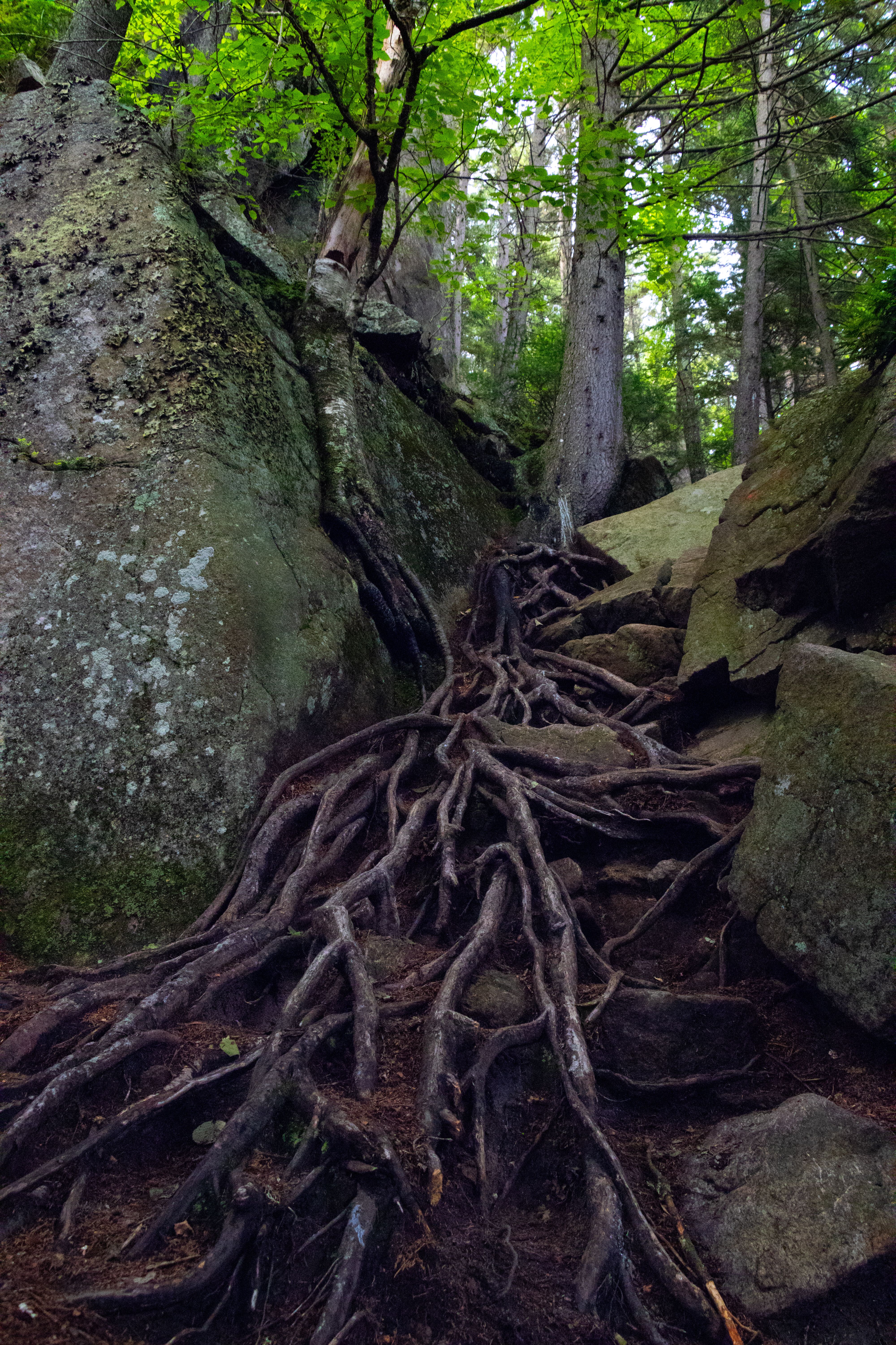 Roots of Trees in Forest · Free Stock Photo