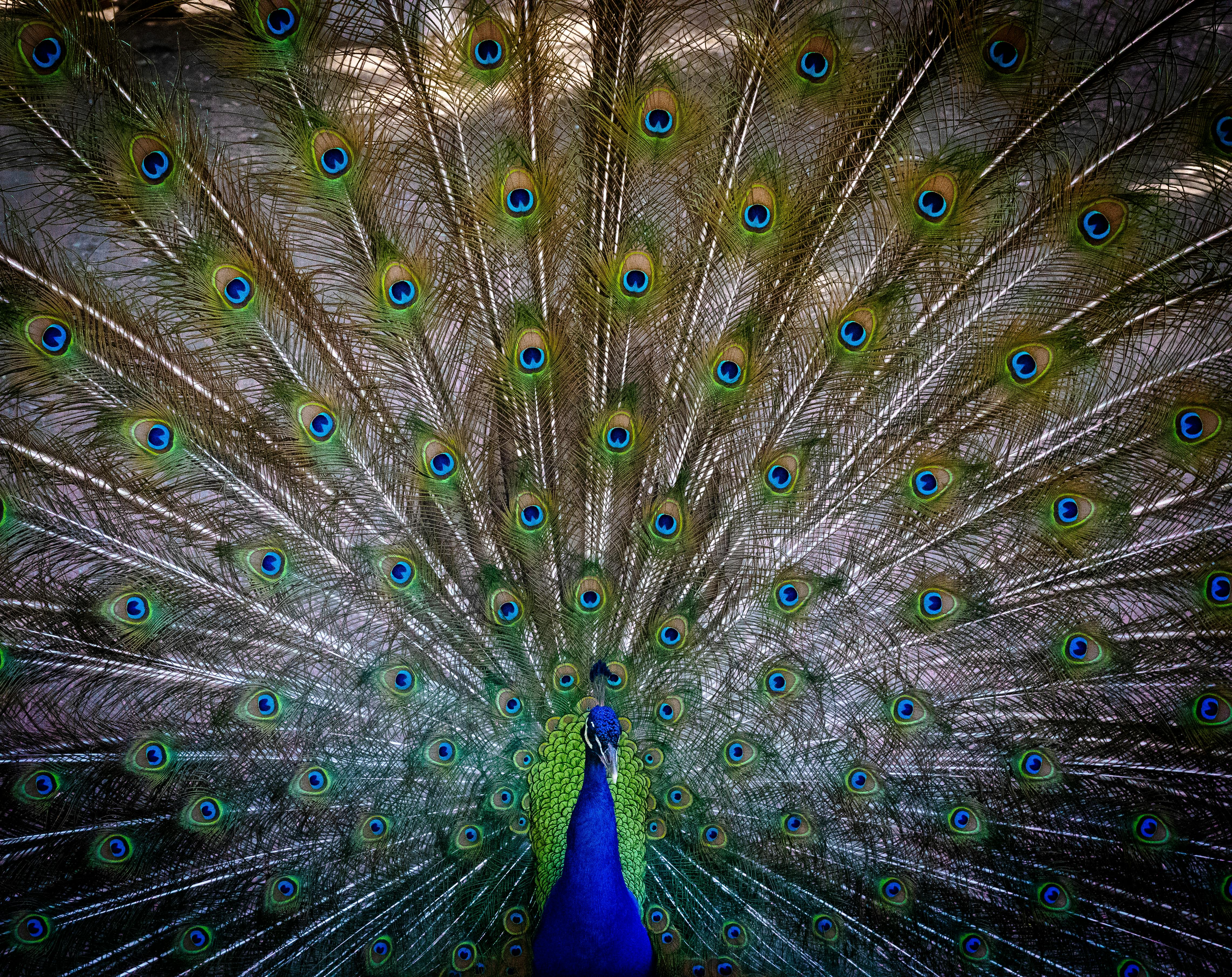 Close-up Photo of Feathers · Free Stock Photo