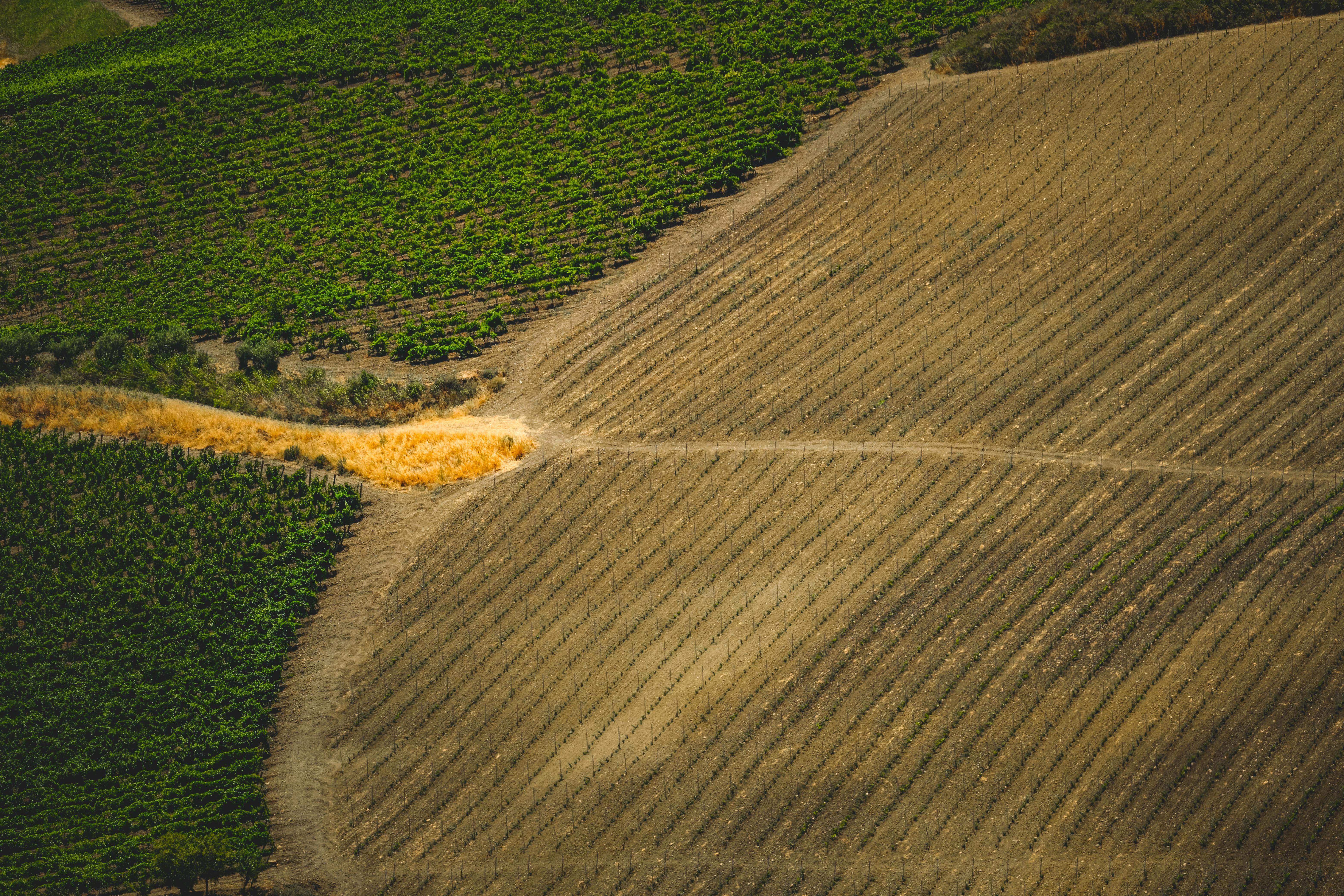 Cassava Farm Photos, Download The BEST Free Cassava Farm Stock Photos ...