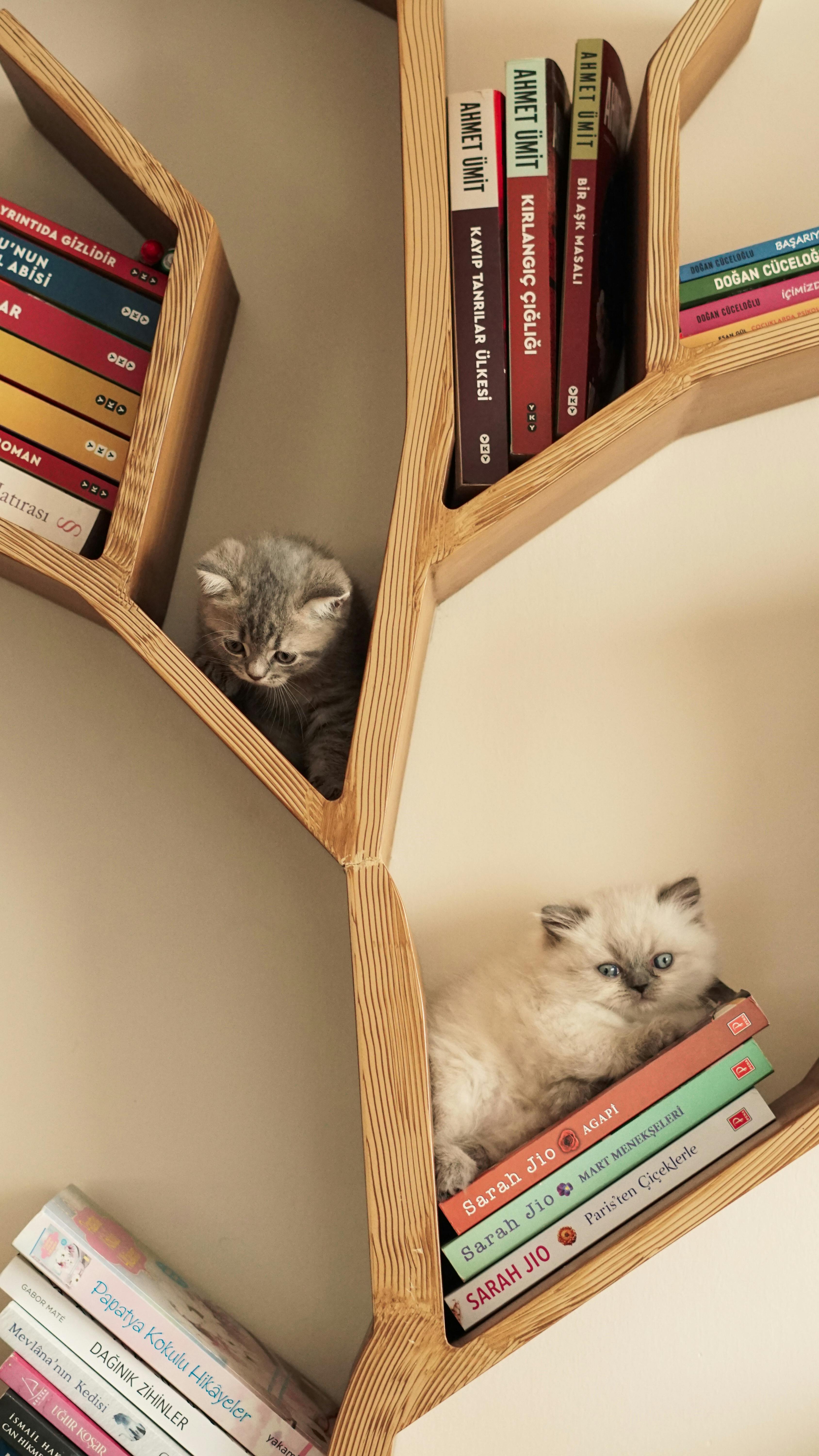 Two Cats on a Bookshelf · Free Stock Photo
