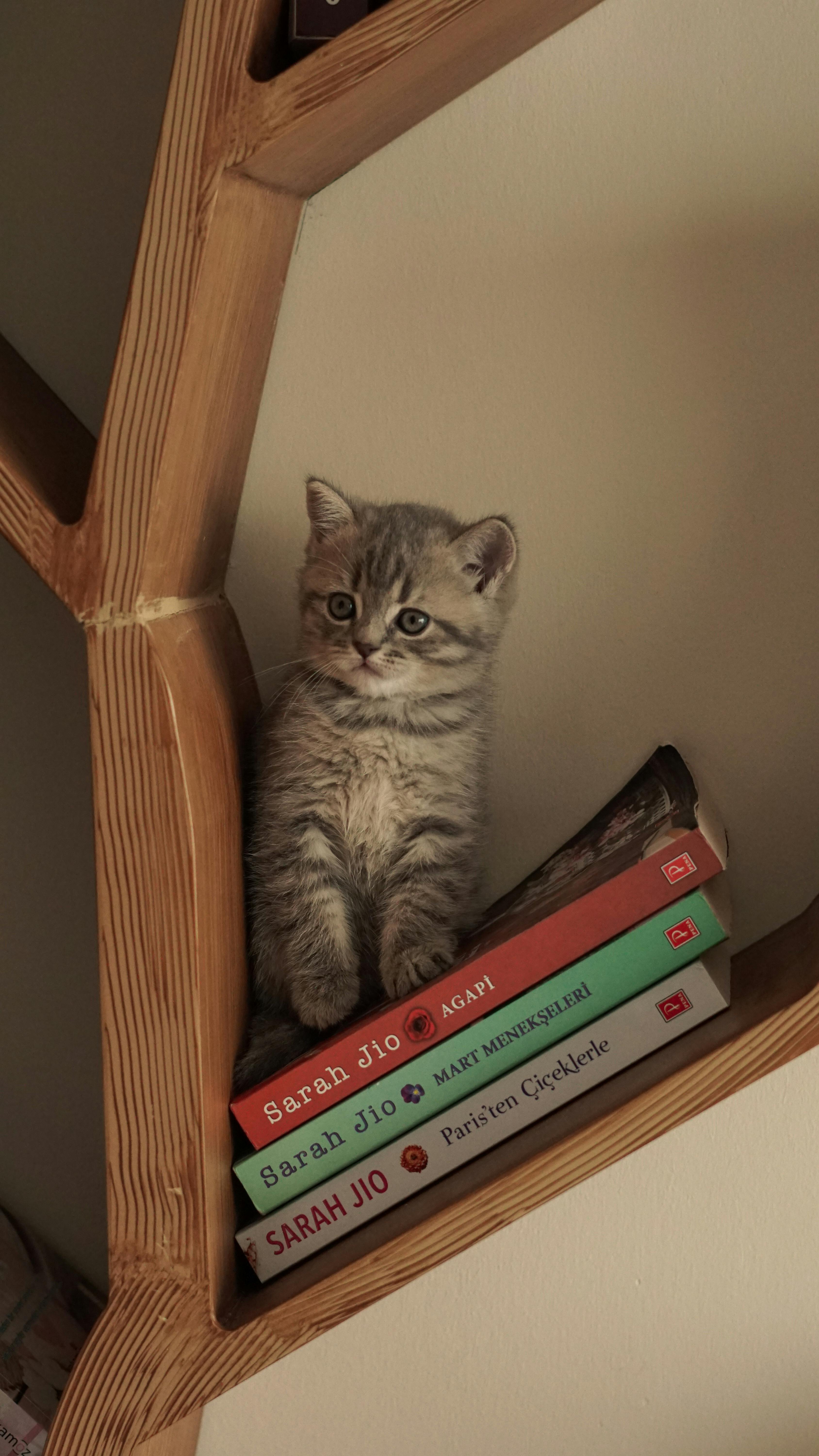 A Cat on a Bookshelf · Free Stock Photo