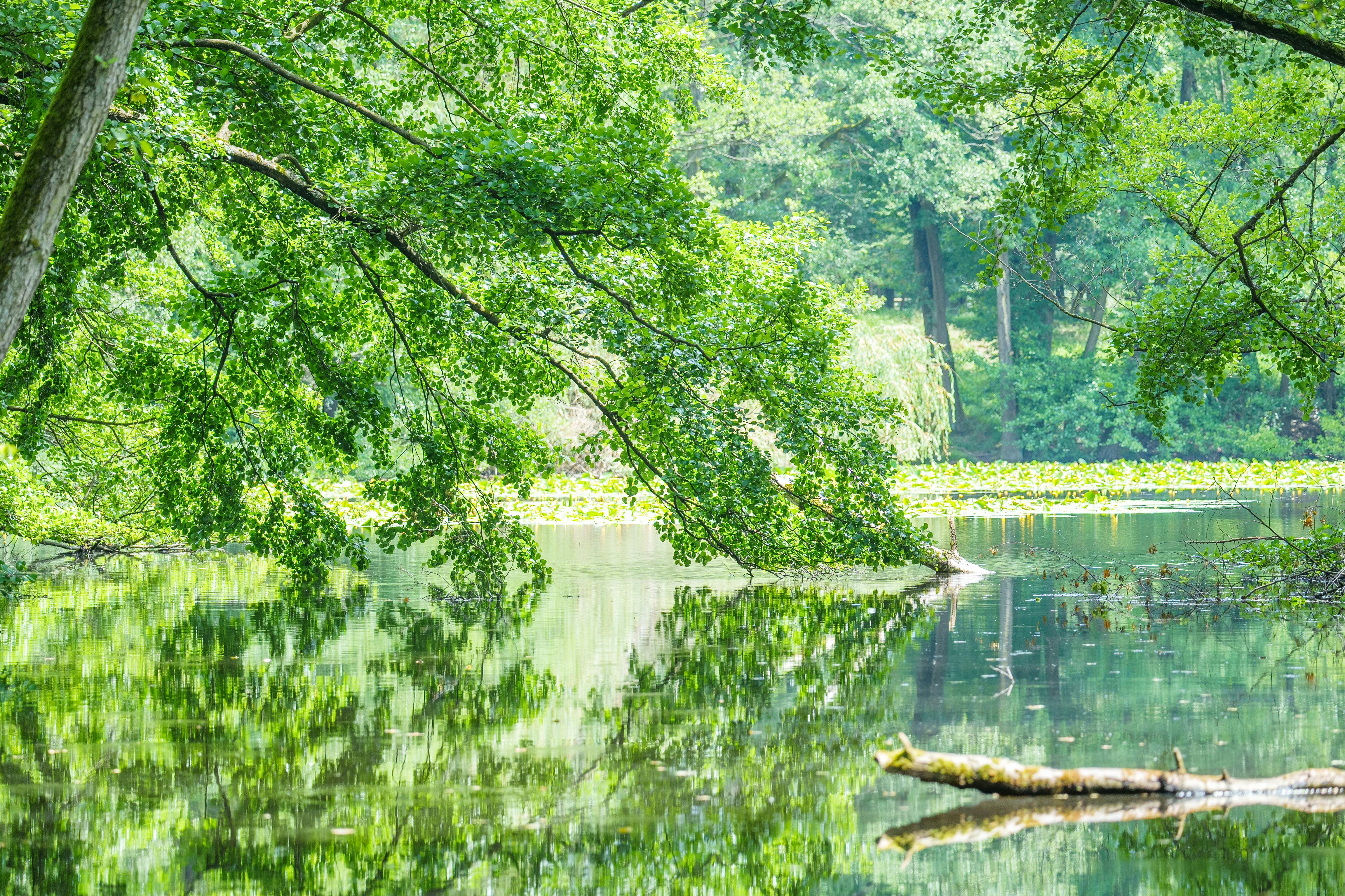 Green Trees around Lake · Free Stock Photo