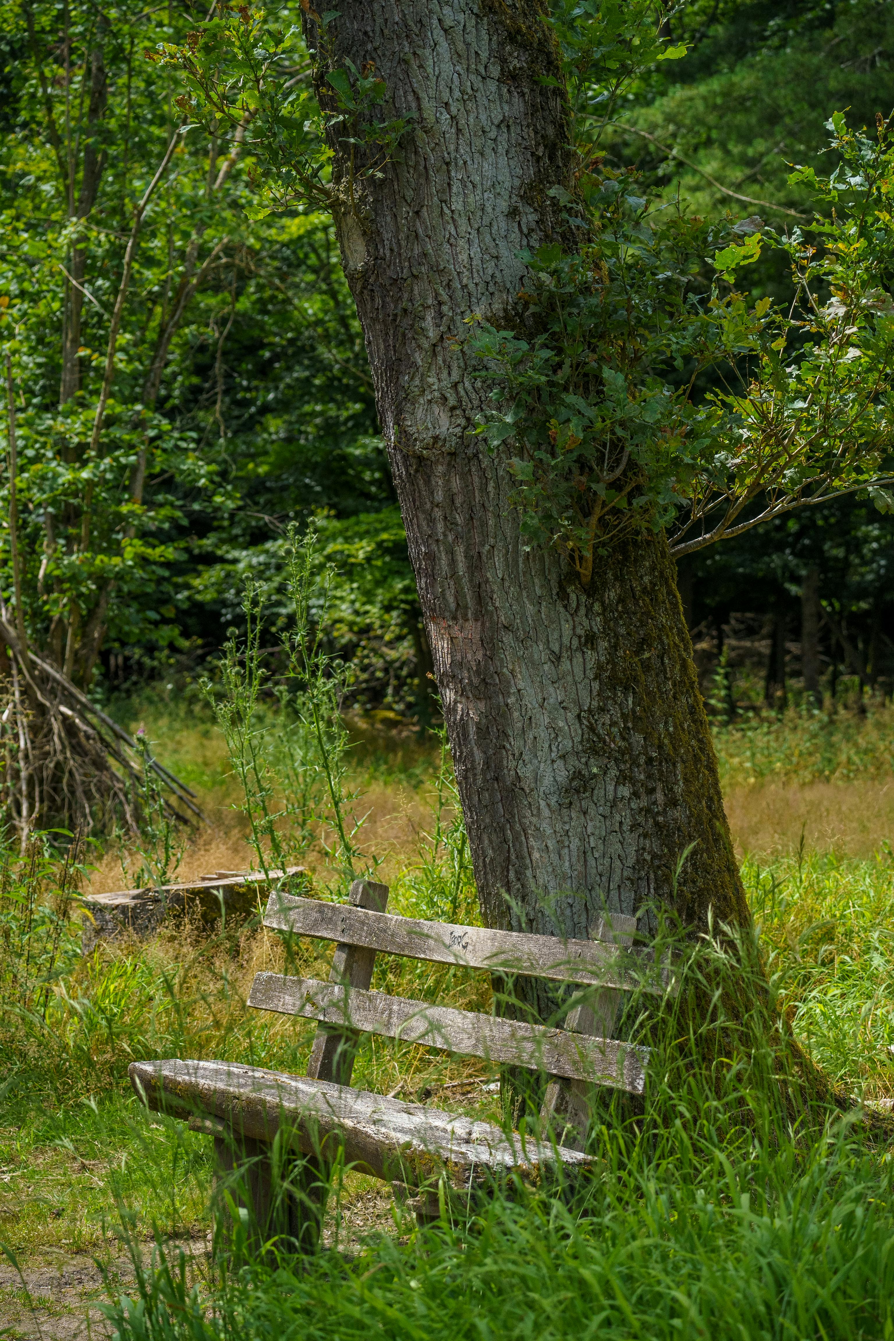 Bench Under Trees · Free Stock Photo