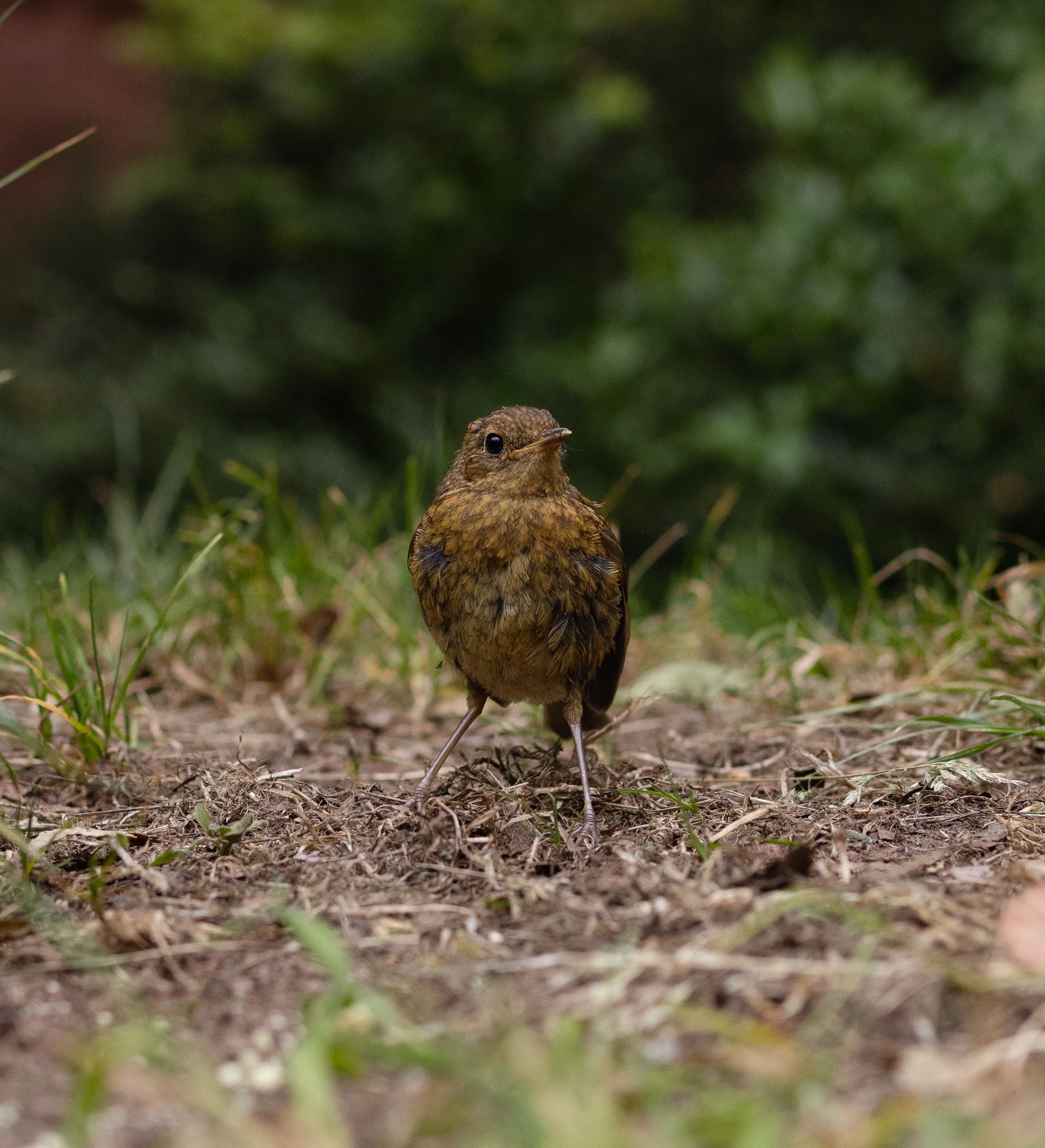 A small bird standing on the ground in front of a bush · Free Stock Photo