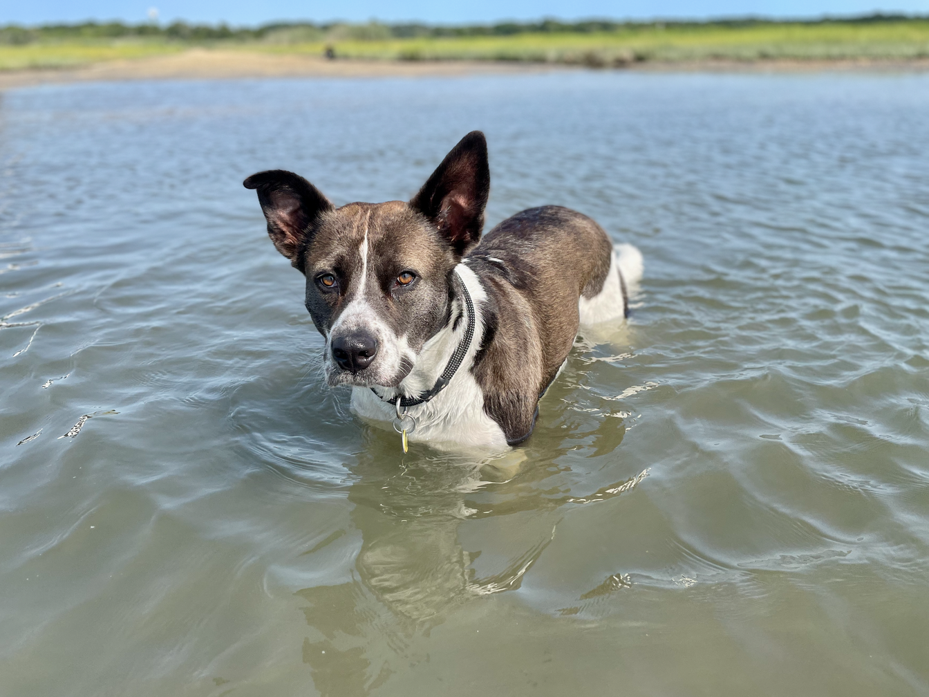 Canine Hydrotherapy: Restoring Mobility and Comfort for Dogs