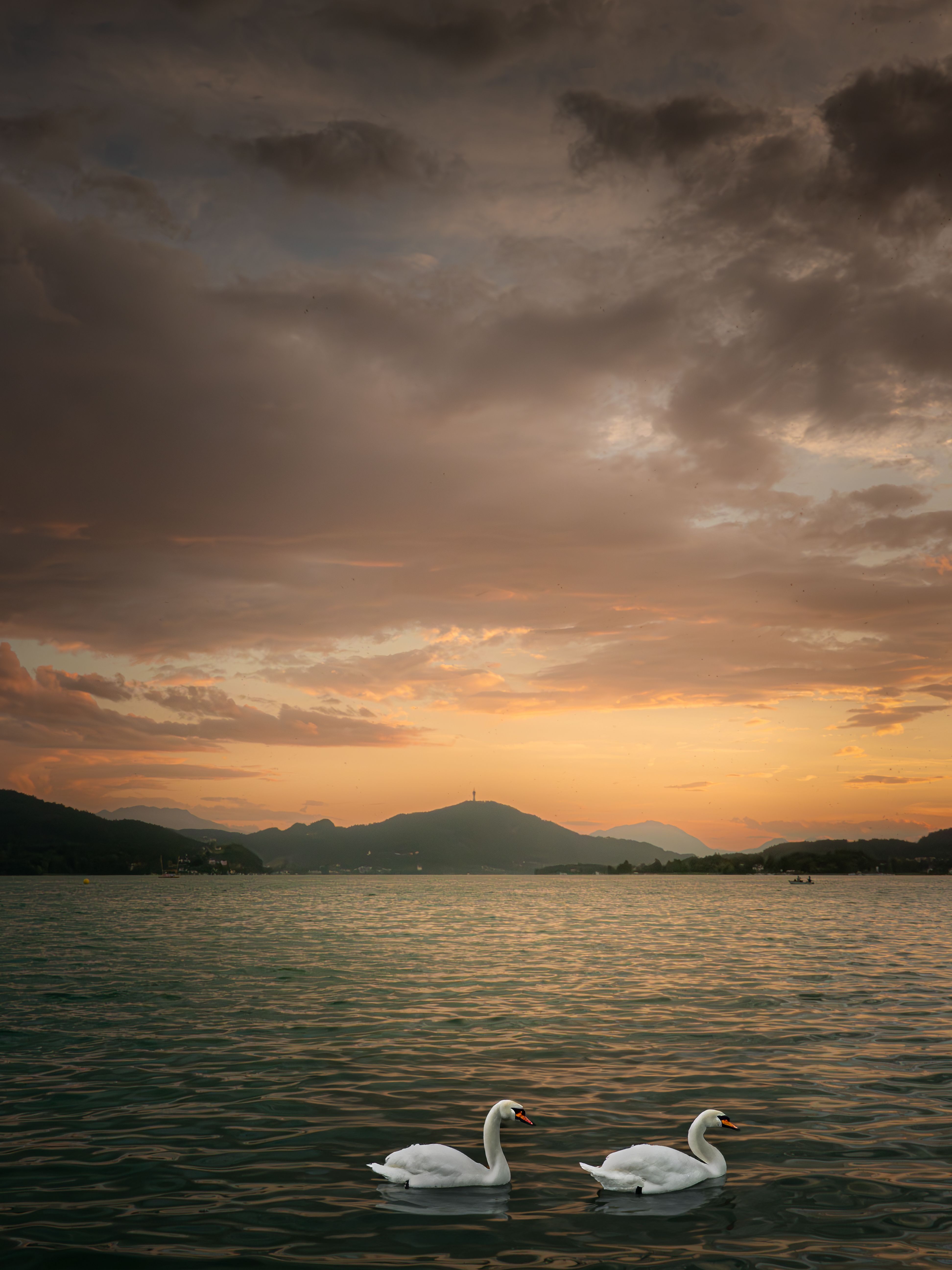 Two Swans Swimming in a Body of Water at Sunset · Free Stock Photo