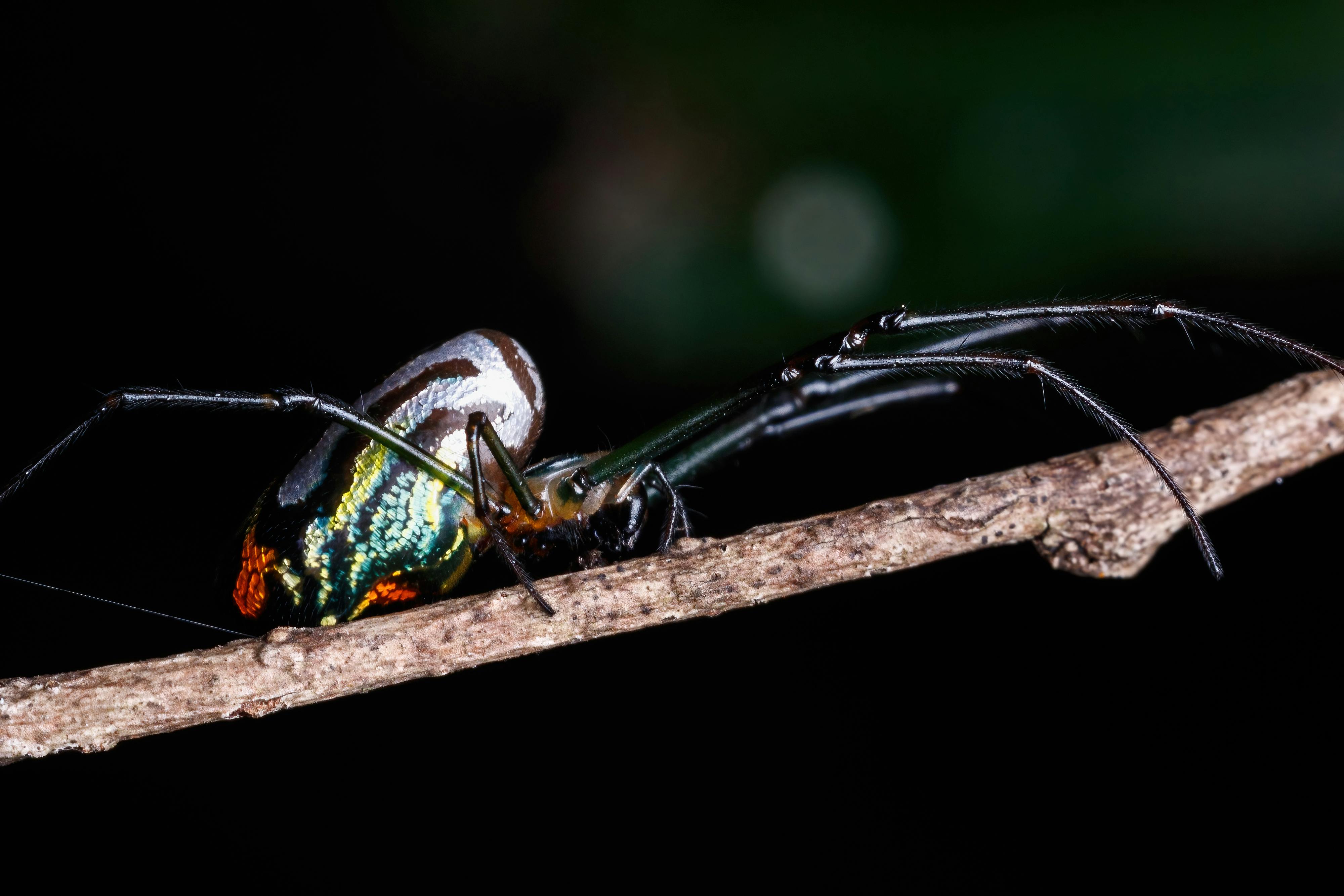 Leucauge Argyra Spider on Stick · Free Stock Photo
