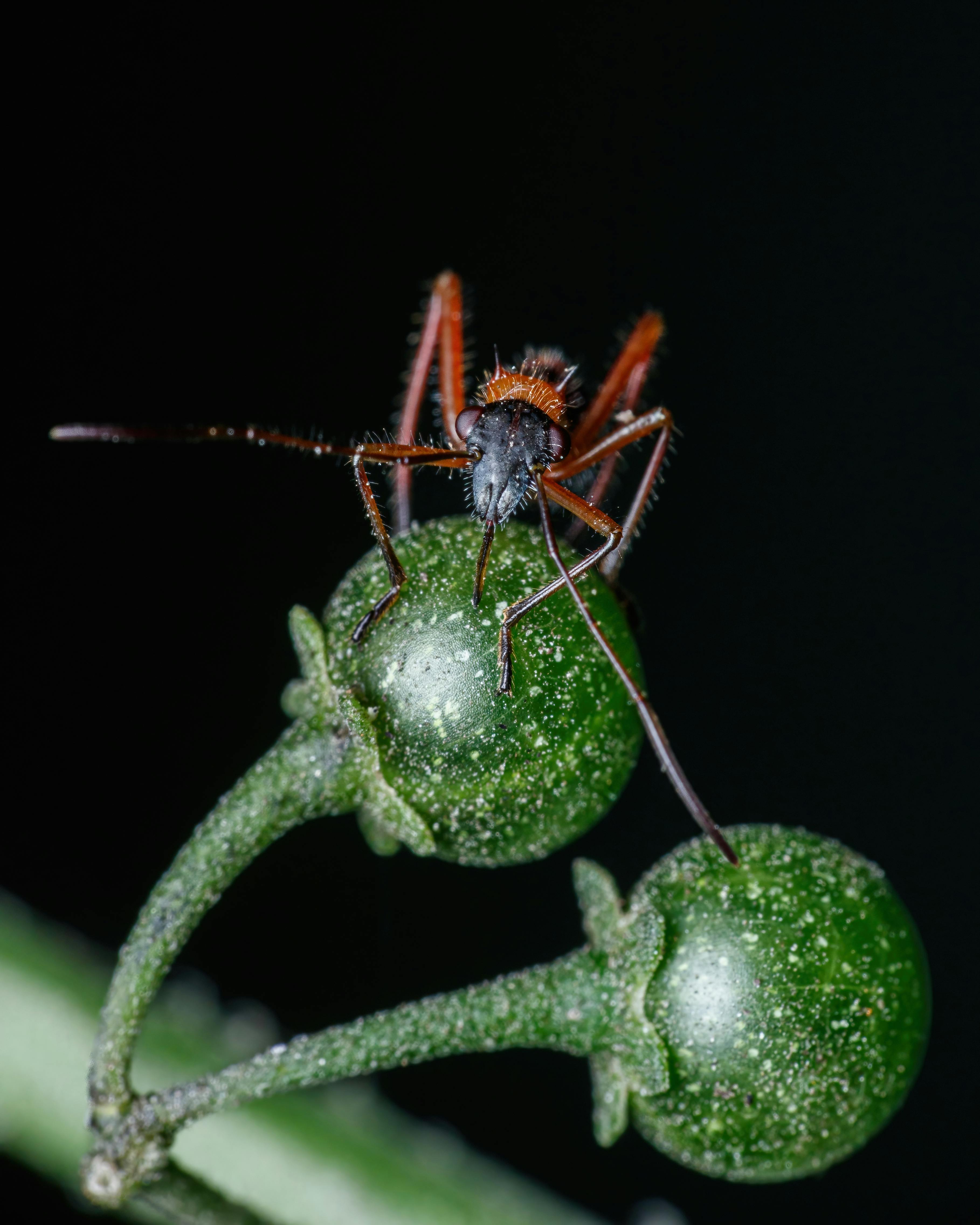 Reduviidae Bug on Plant · Free Stock Photo