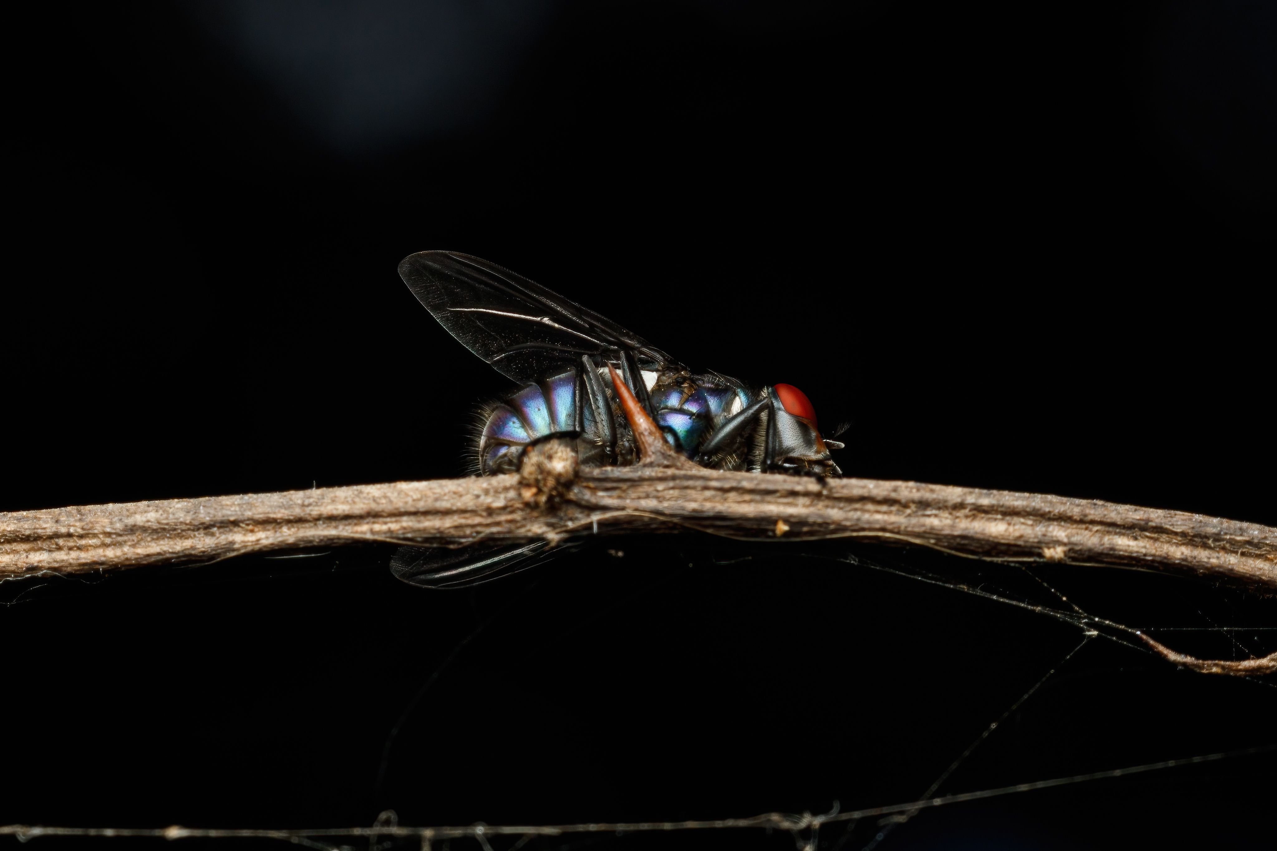 Fly on Stick · Free Stock Photo
