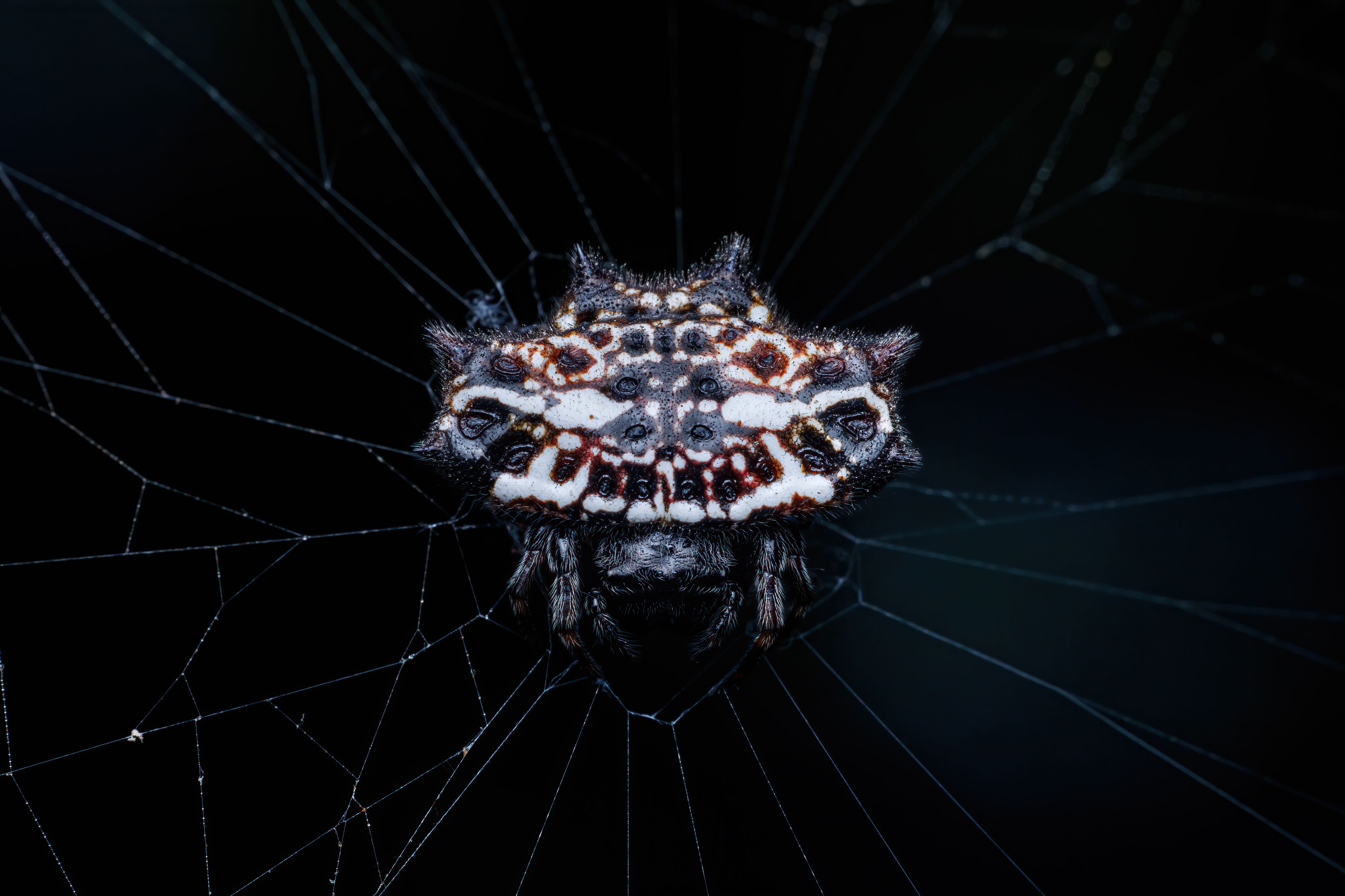 Spider in Nature · Free Stock Photo