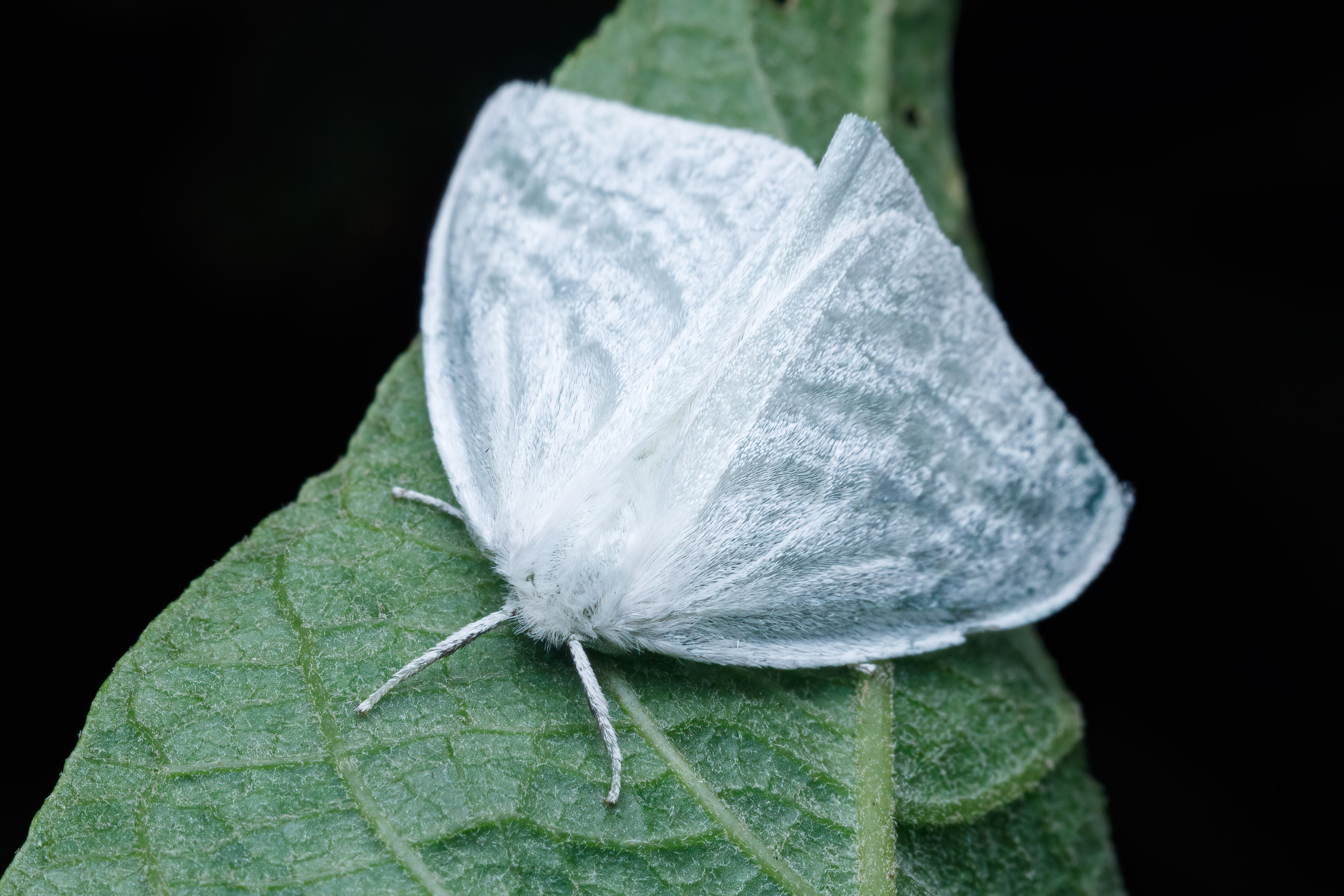 Close-up of a White Moth Sitting on a Leaf · Free Stock Photo