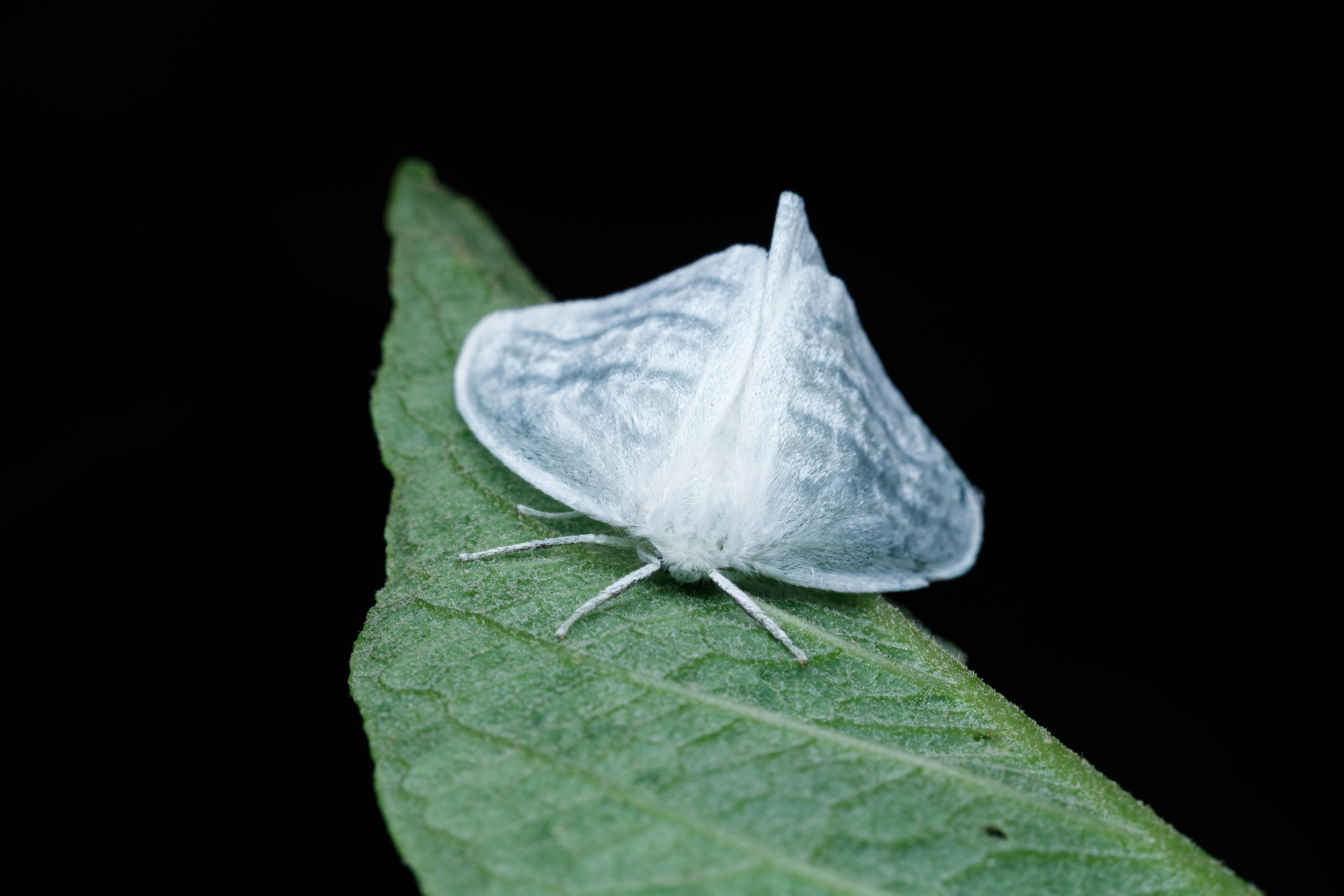 Arctornis Tussock Moth on Leaf · Free Stock Photo