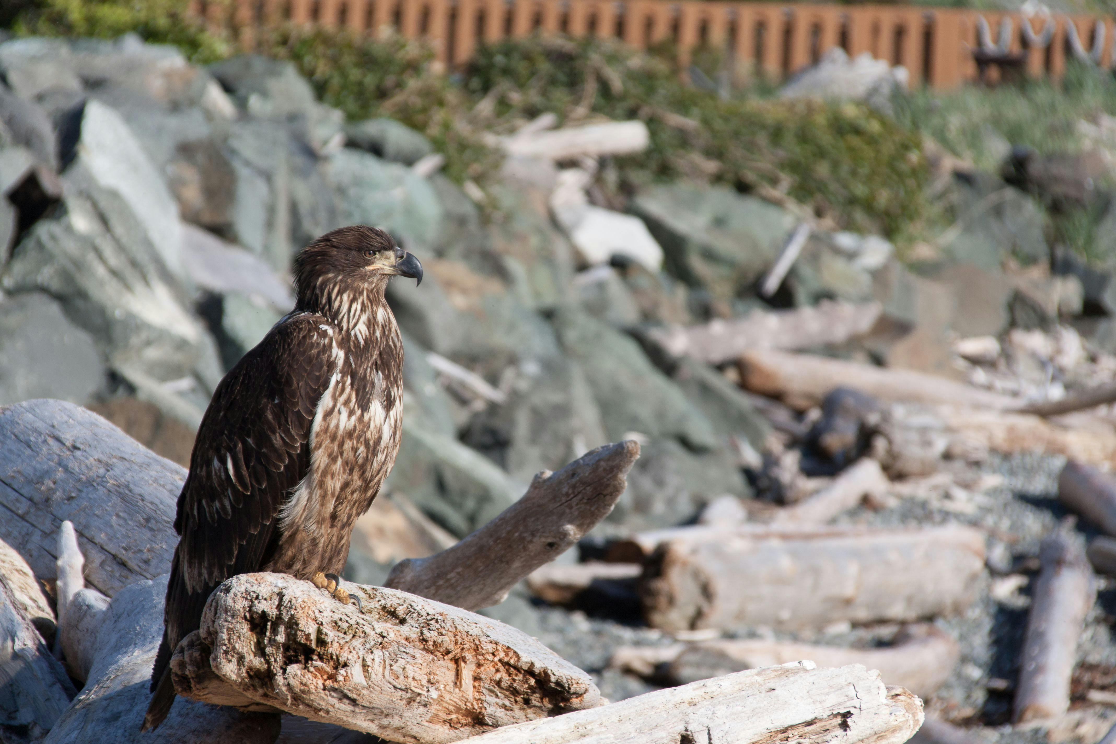 Young Bold Eagle watching the sunset · Free Stock Photo