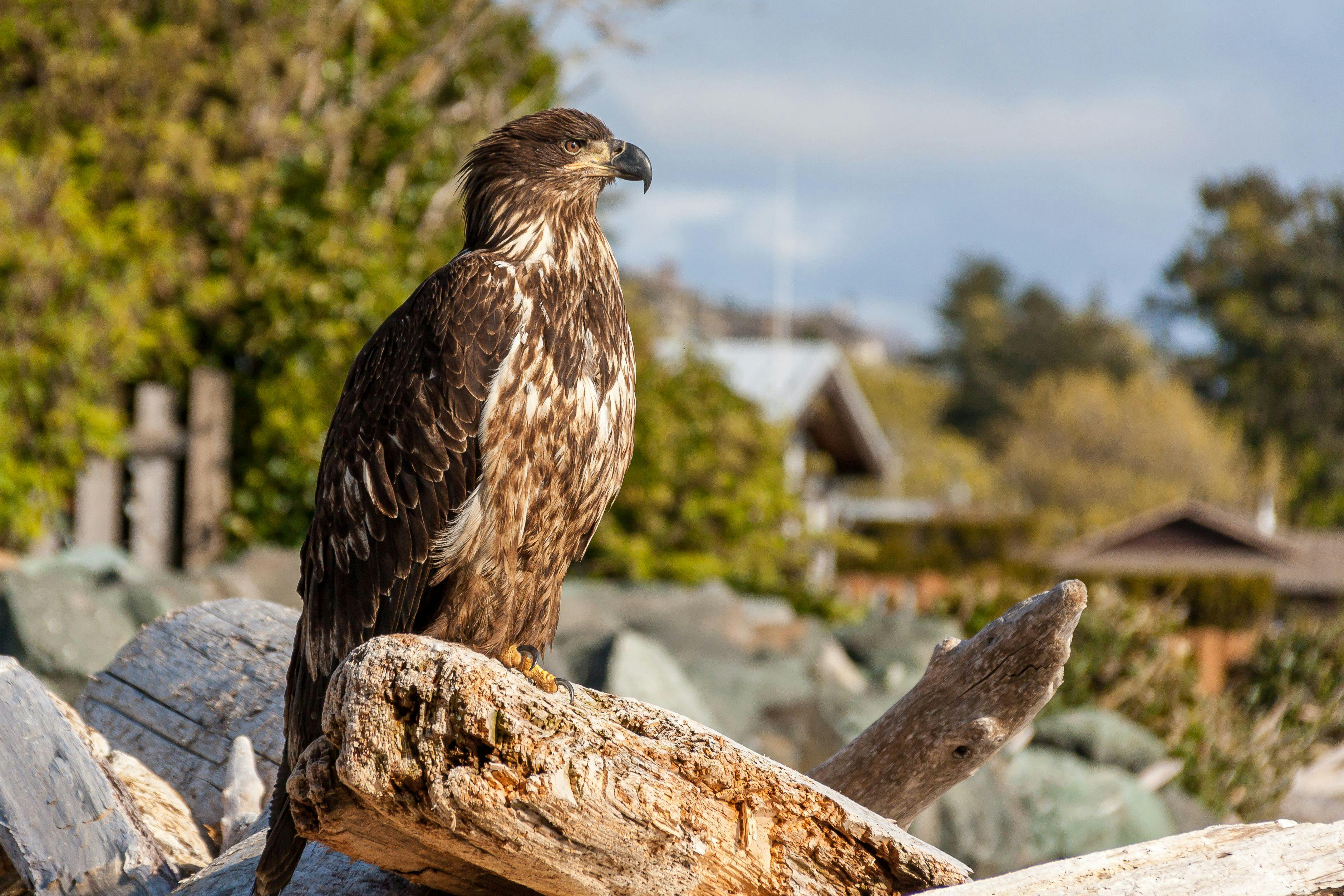 Perching Young Bald Eagle in Summer Scenery · Free Stock Photo