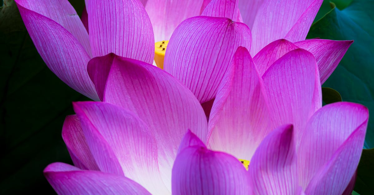 Blooming Lotuses among Foliage · Free Stock Photo Blooming Lotuses among Foliage · Free Stock Photo