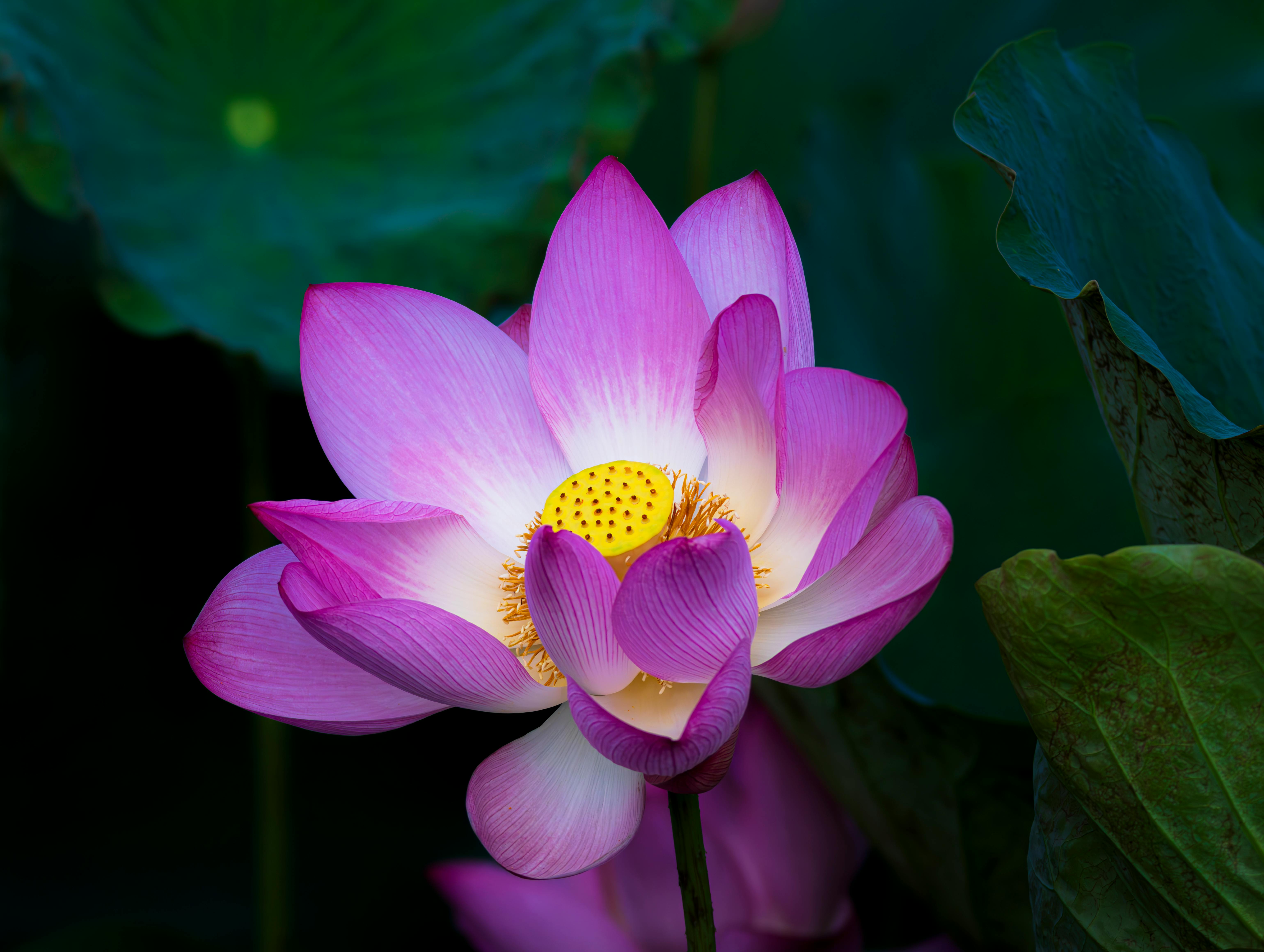 Close-up of a Lotus · Free Stock Photo