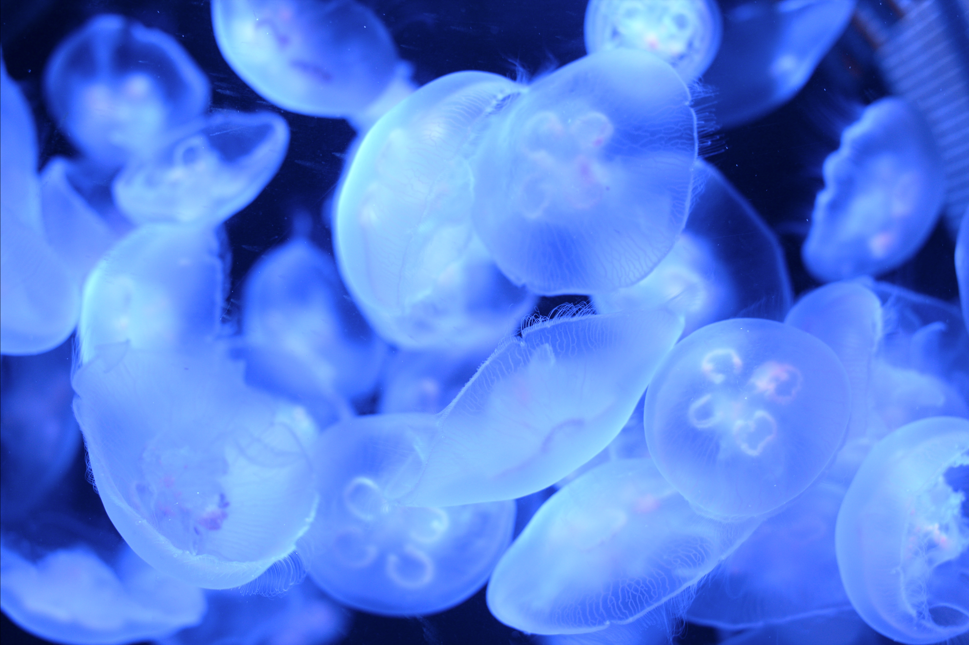 Trippy Jellyfish Photos, Download The BEST Free Trippy Jellyfish Stock ...