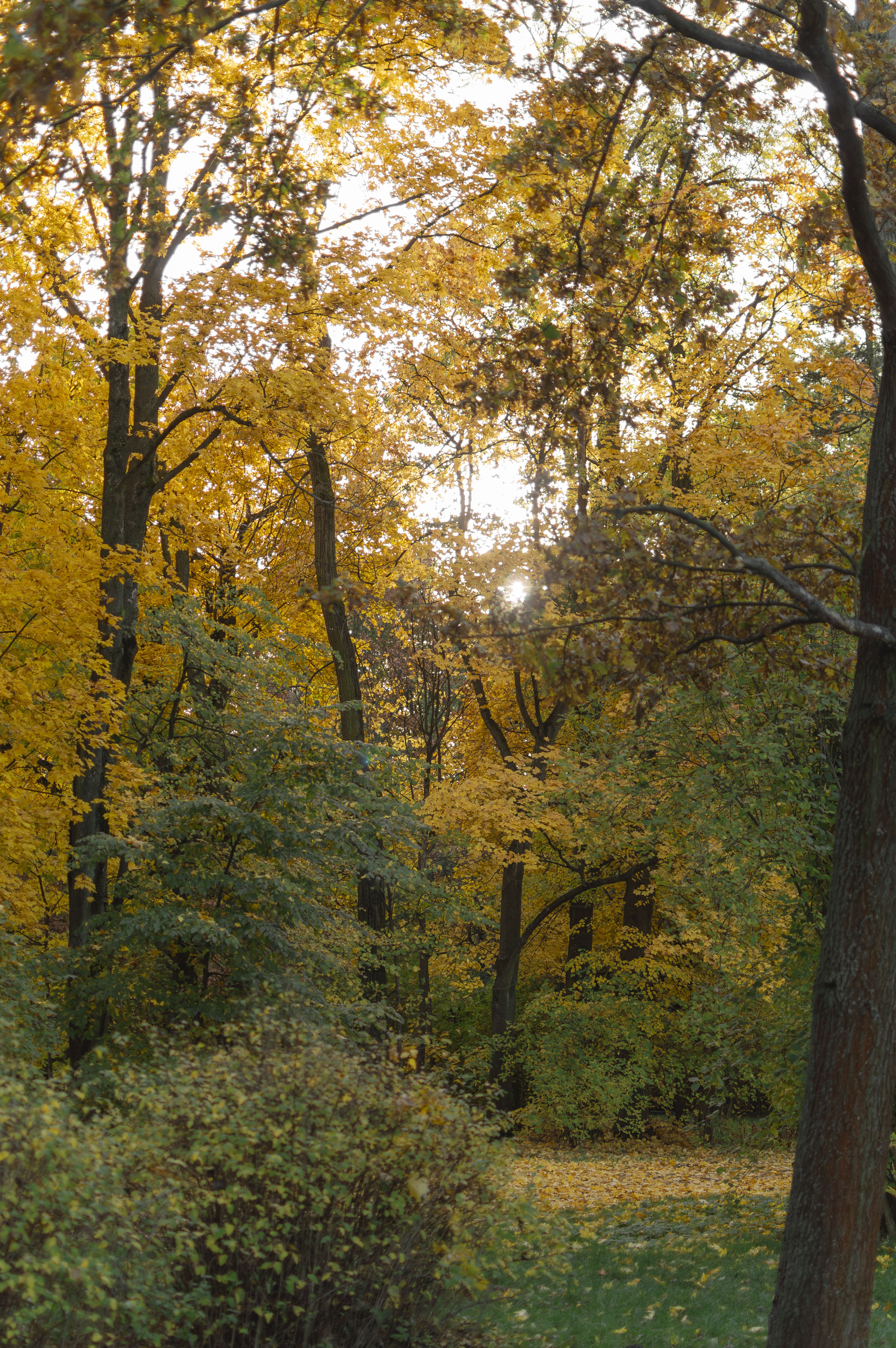 autumn nature in a park beautiful nostalgic wallpaper · Free Stock Photo