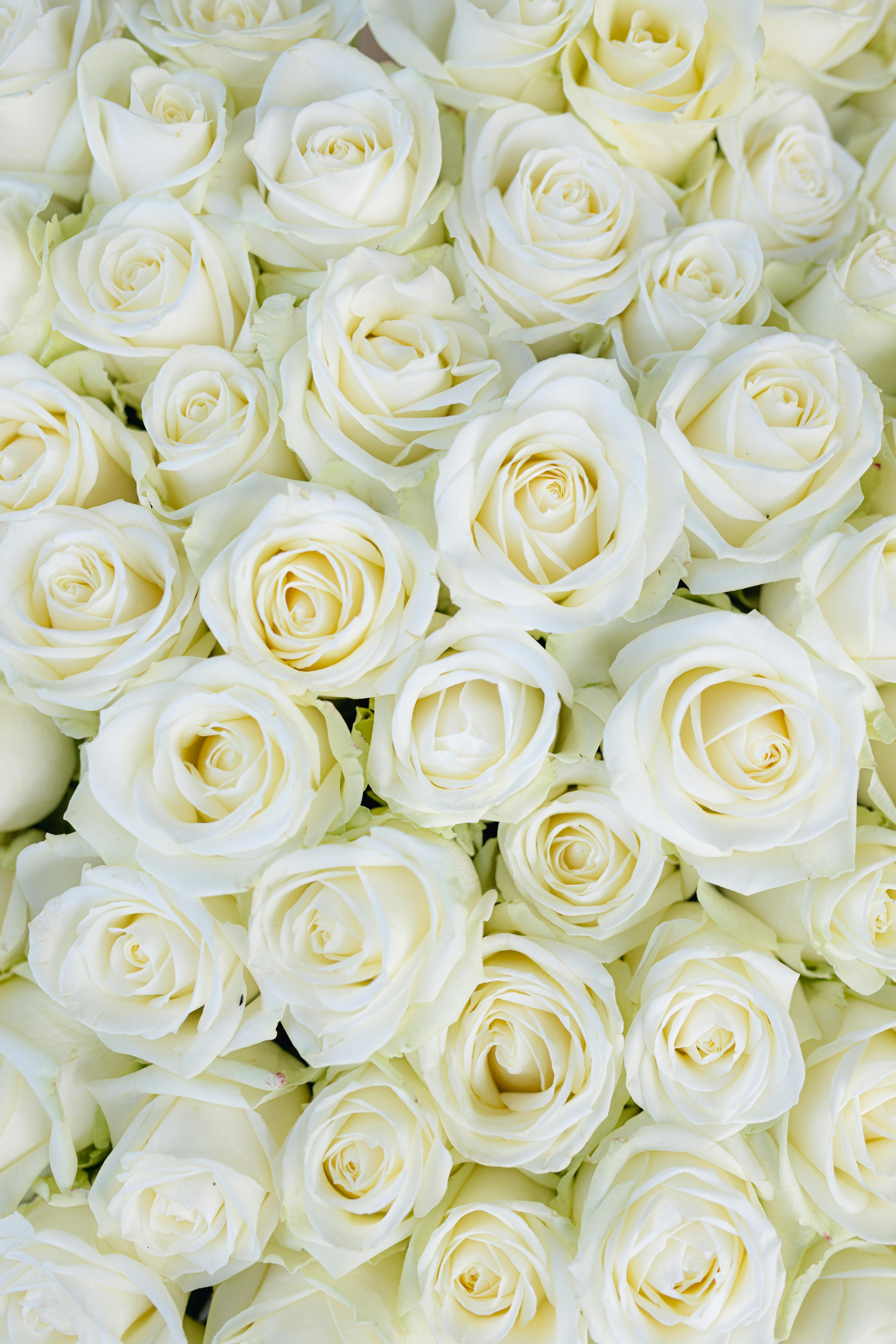 Close up of White Roses · Free Stock Photo