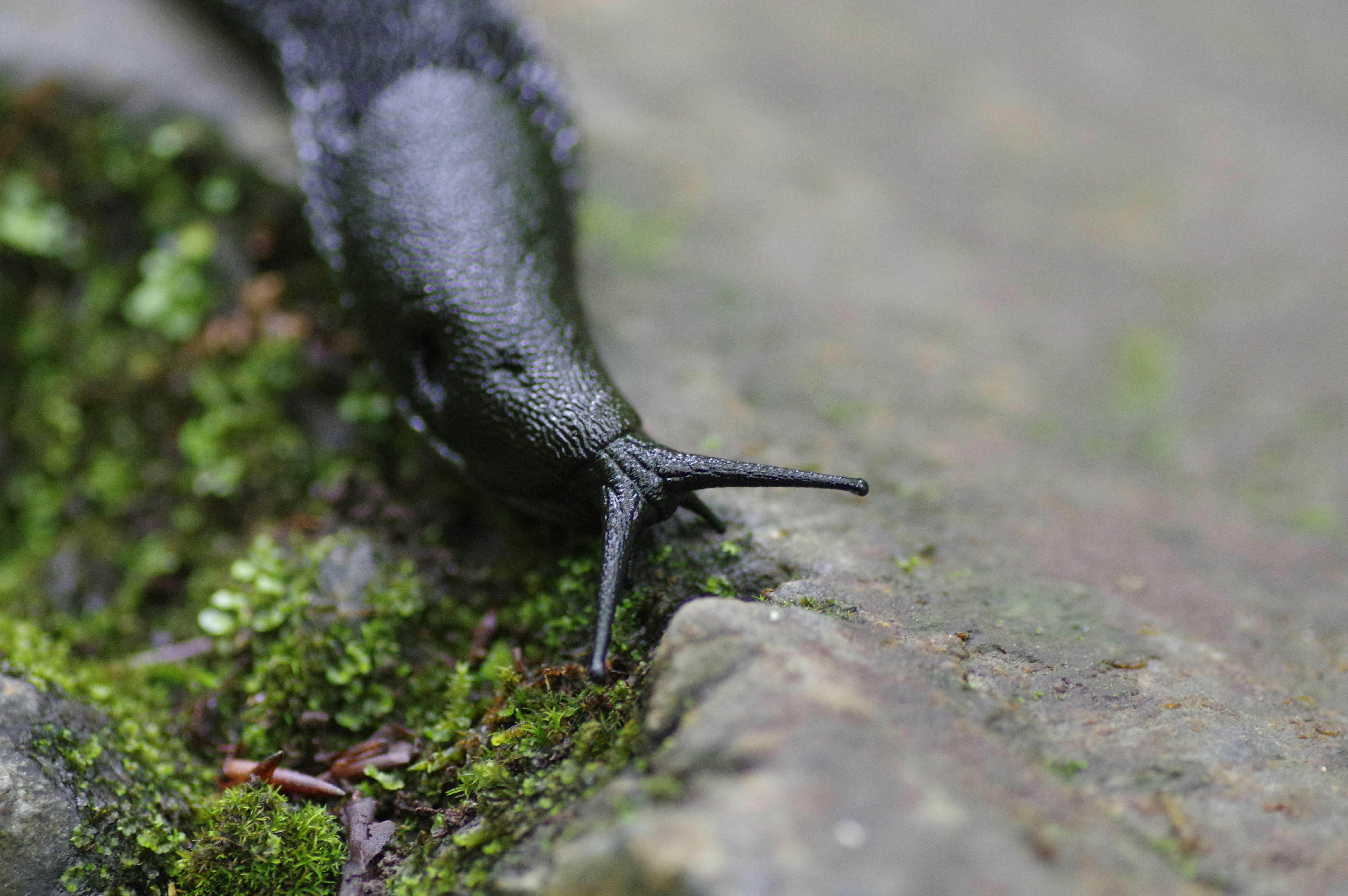 Black Snail Head on Ground · Free Stock Photo
