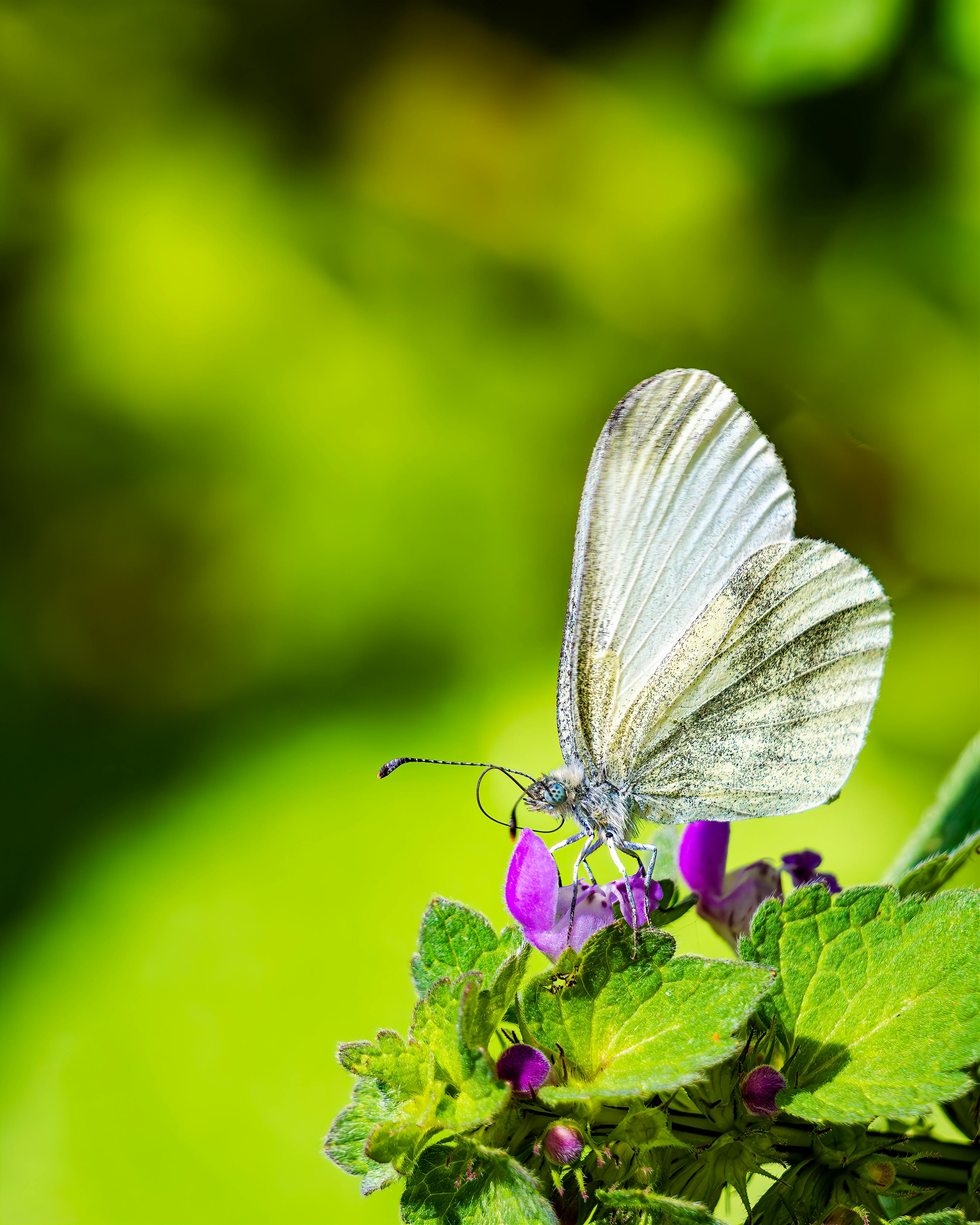Wood White Butterfly · Free Stock Photo
