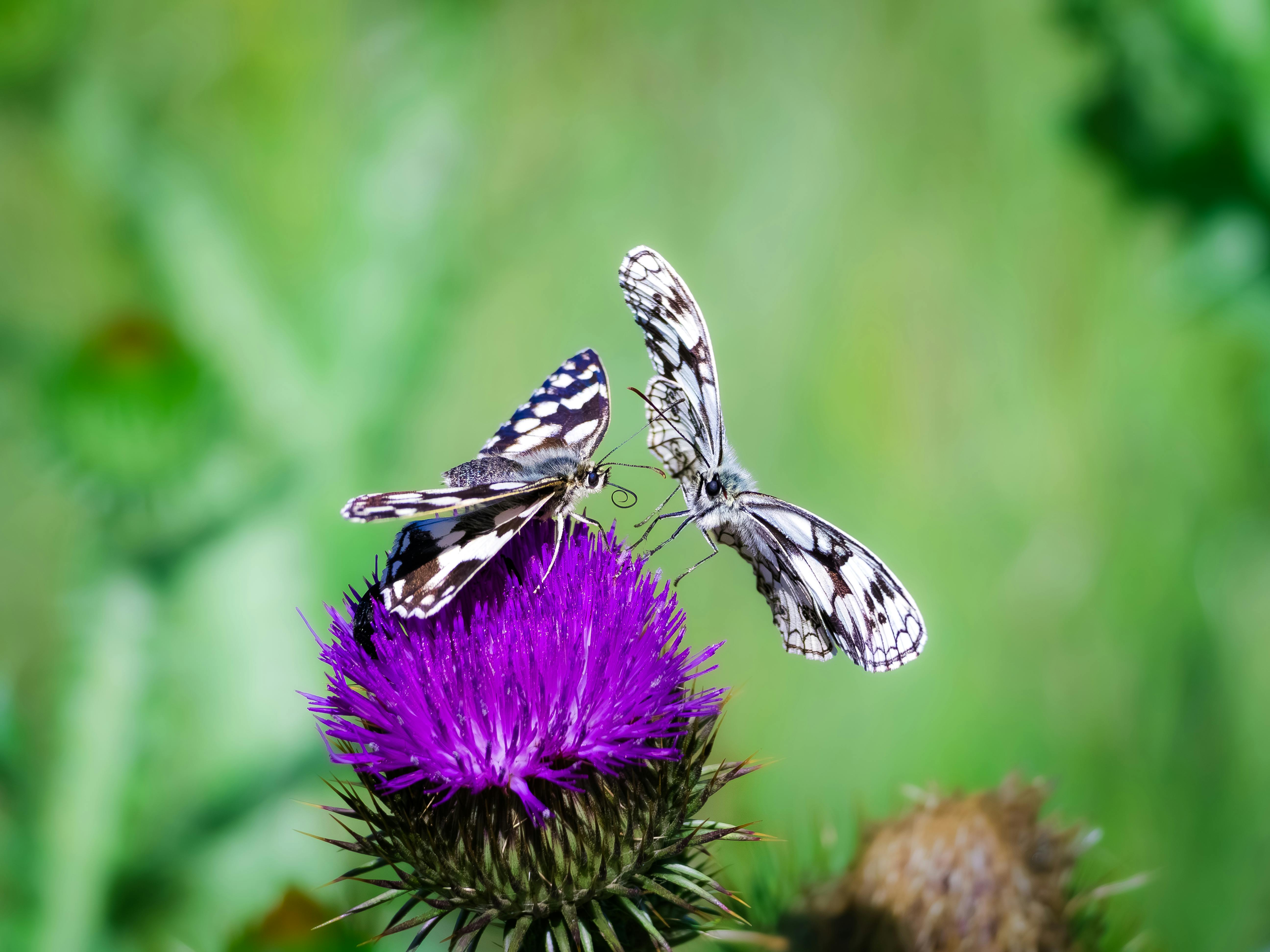 Butterfly Scales Photos, Download The BEST Free Butterfly Scales Stock ...